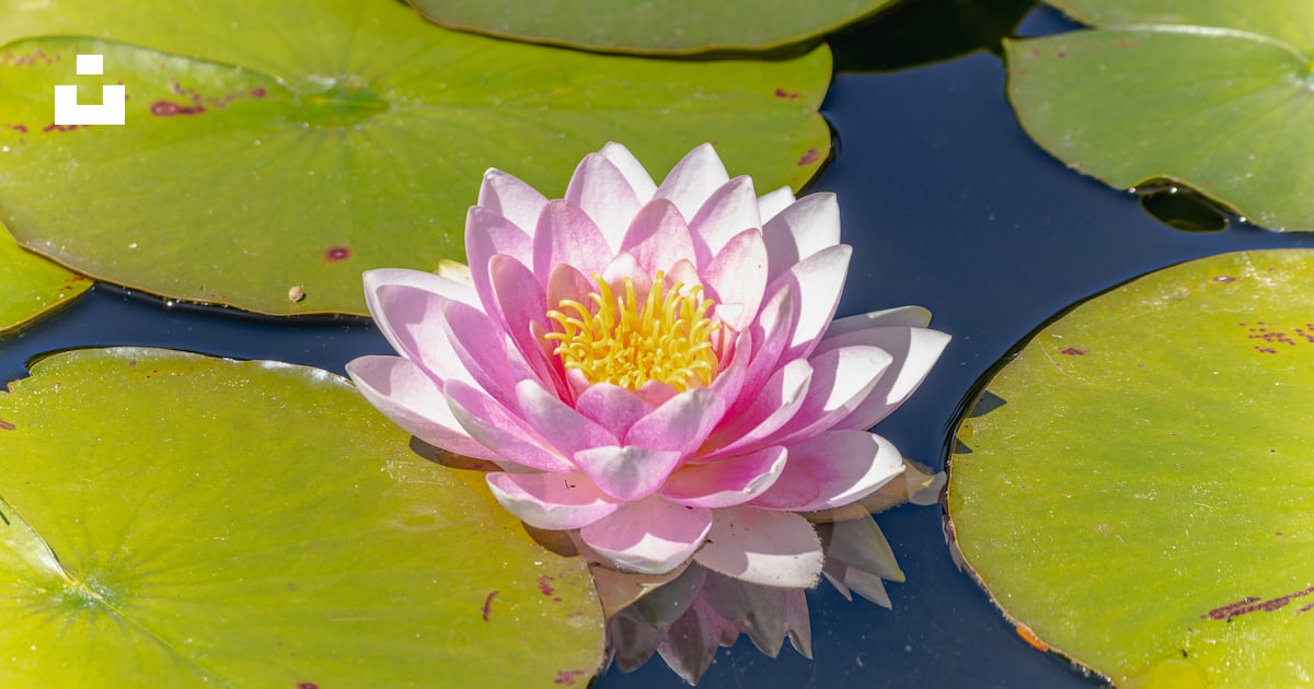 A Pink Water Lily In A Pond With Lily Pads Photo Free Kelowna Image On Unsplash