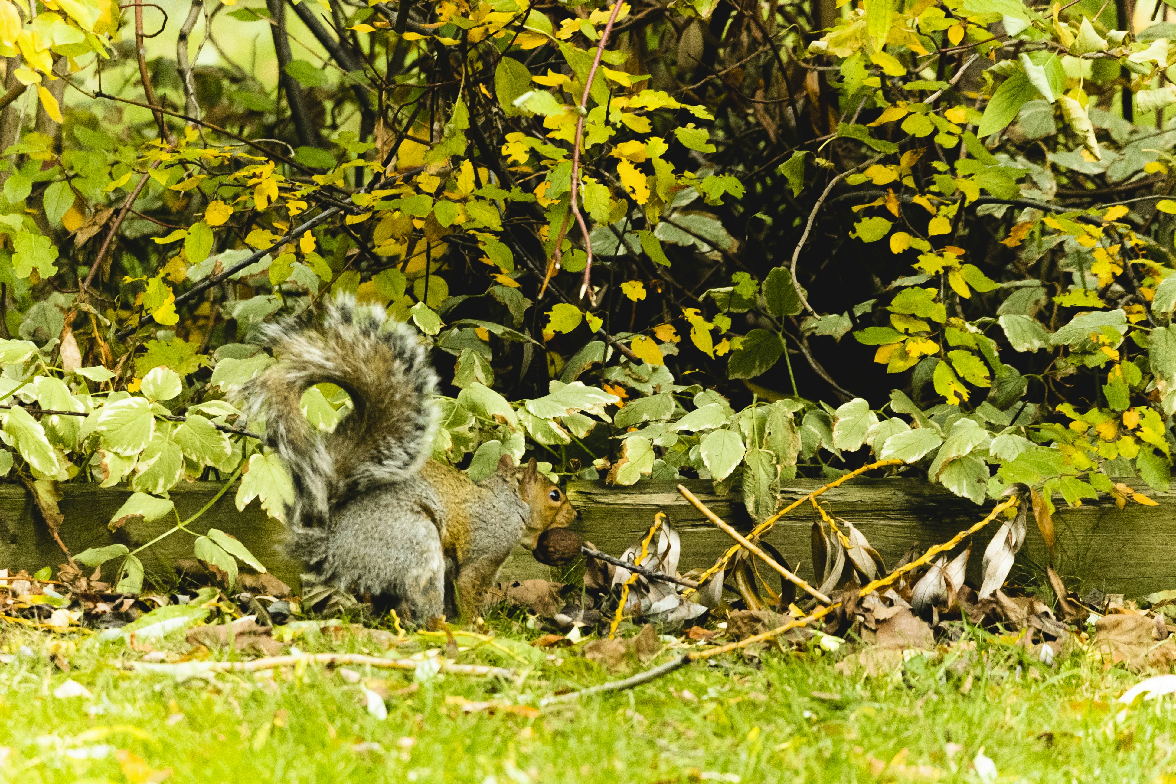 Squirrel Stopover: Nut Hunters Beneath Autumn Leaves