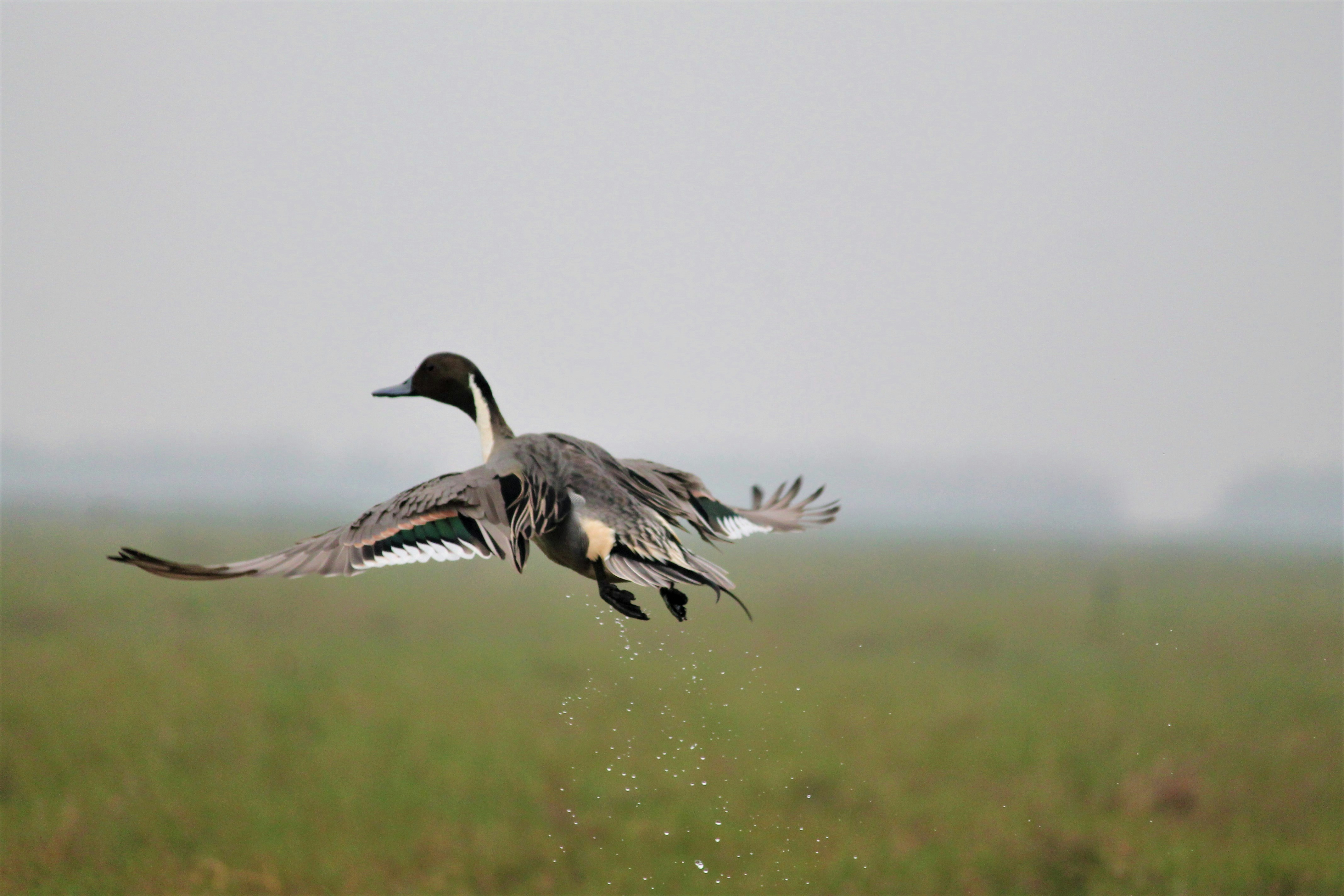 Dew-Kissed Takeoff: A Goose Rides the Morning Breeze Across a Marsh