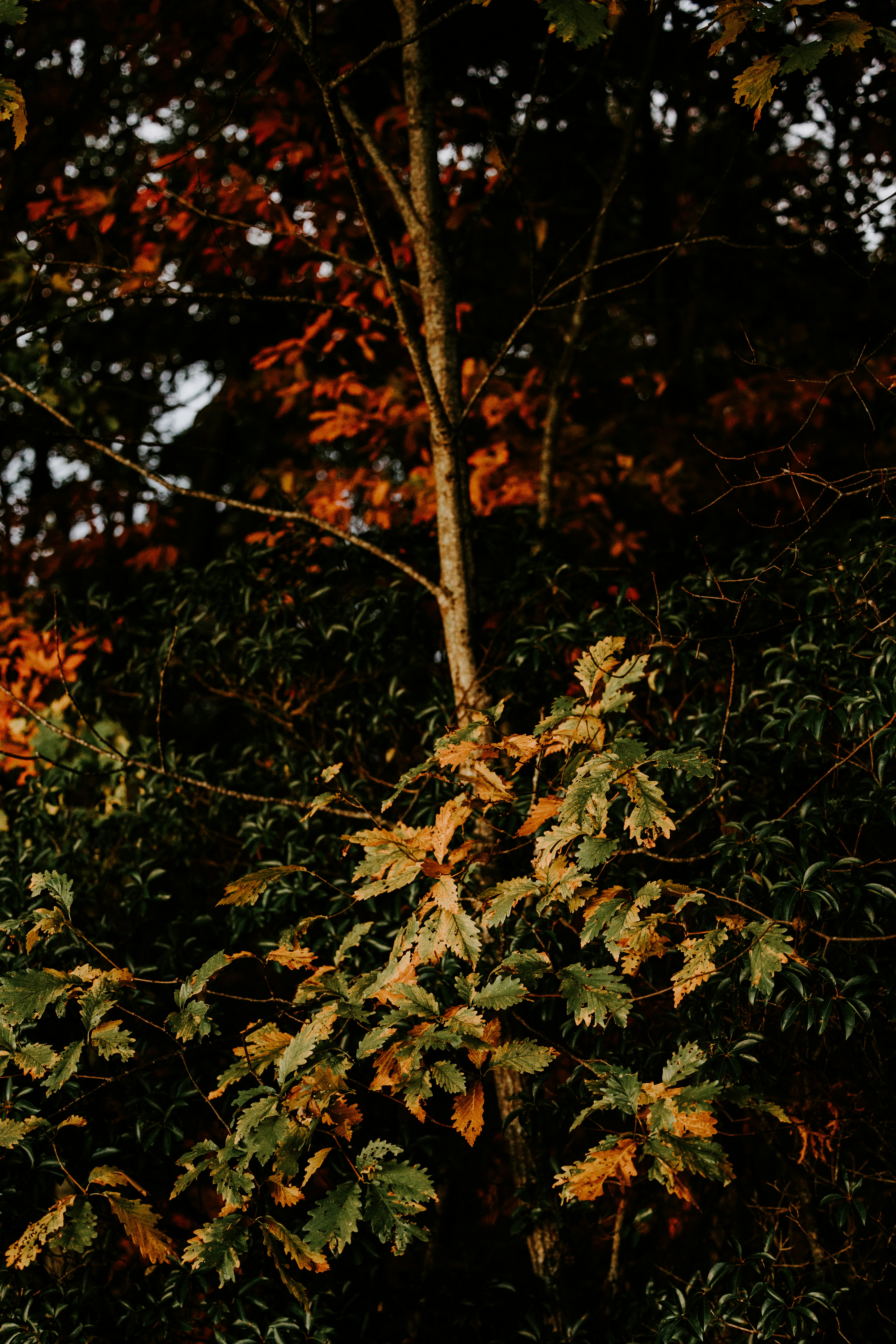 A stop sign in front of a tree filled with leaves photo – Free North ...