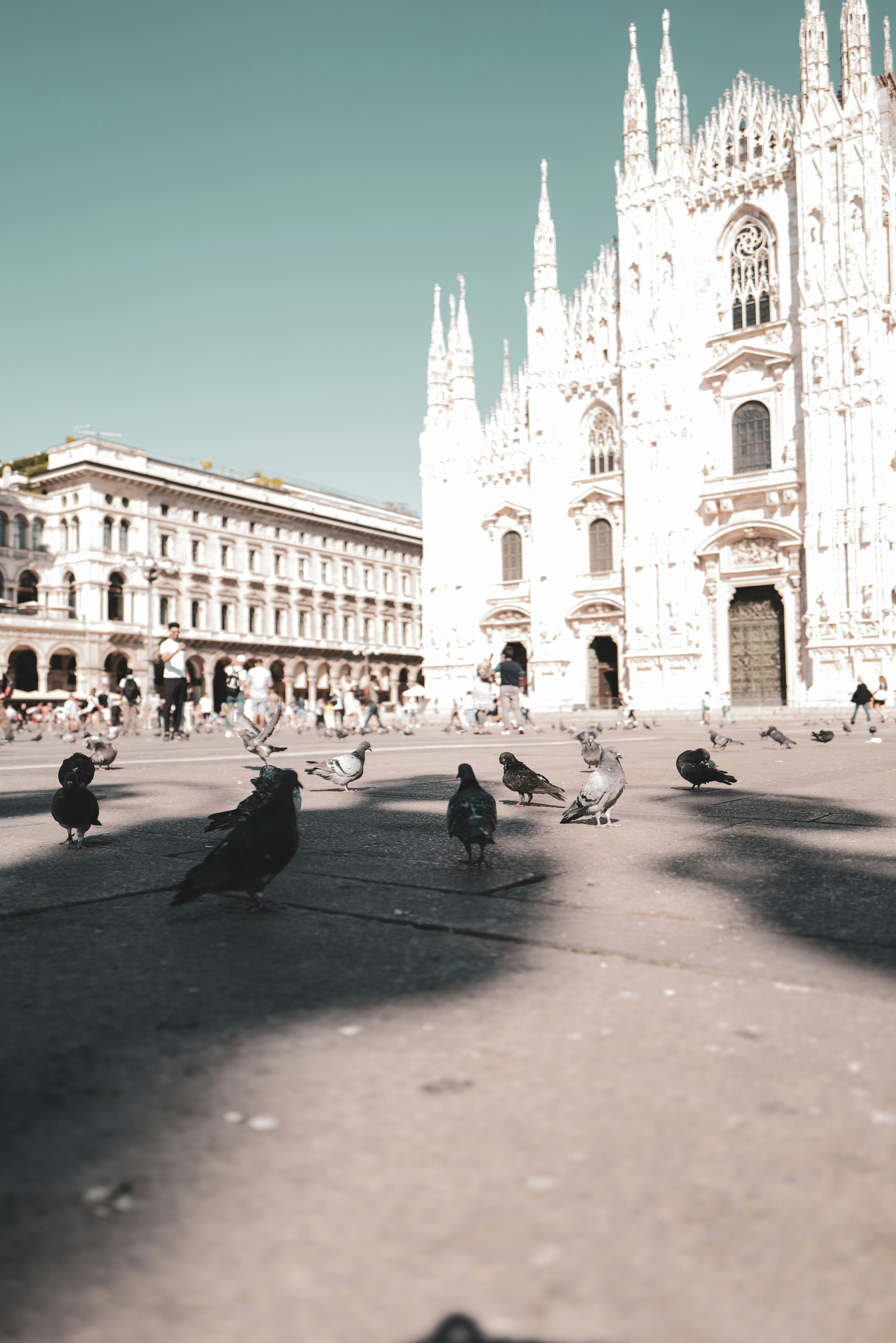 a group of birds sitting on the ground in front of a building
