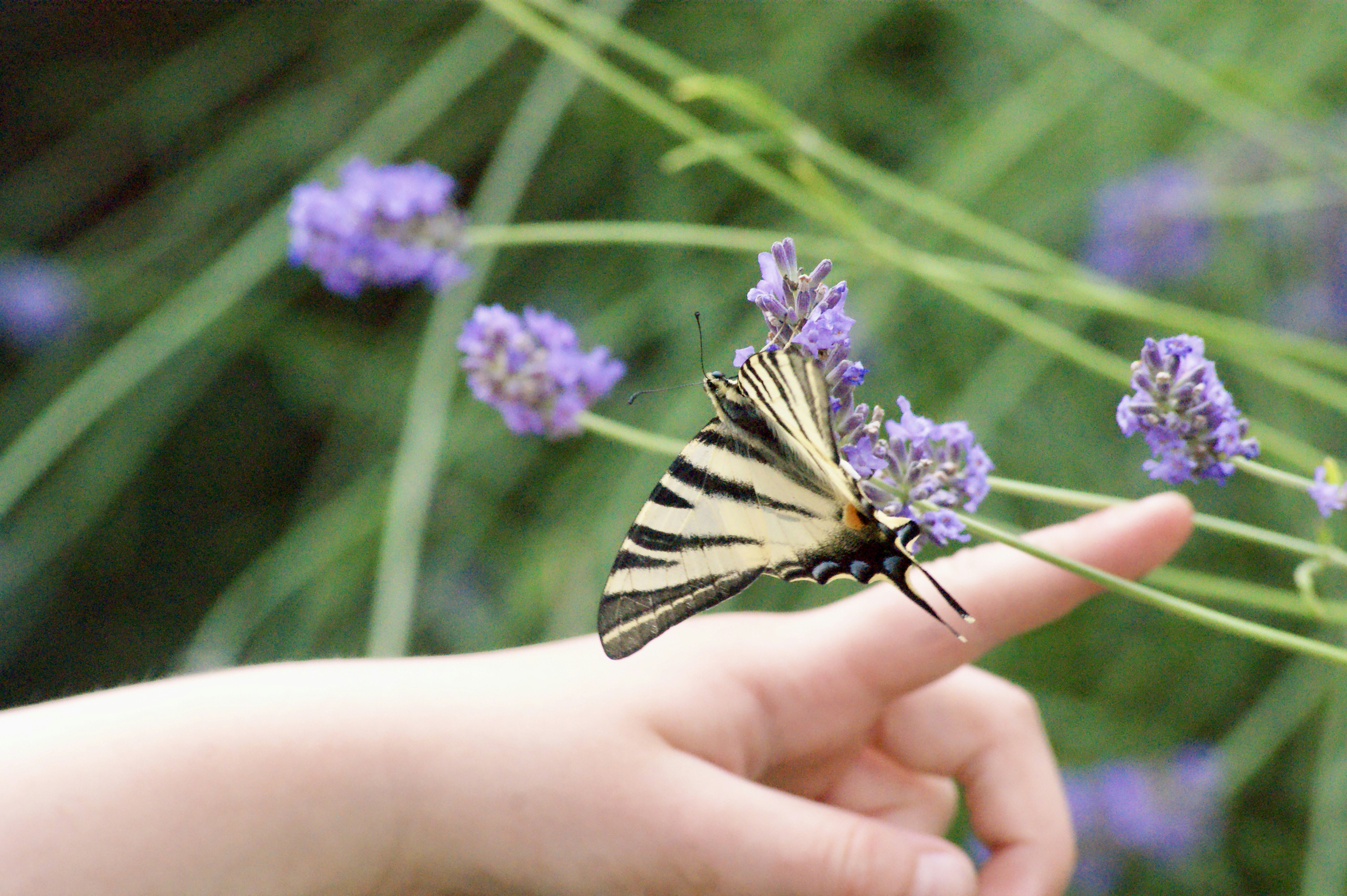 Striped Wings on Lavender: A Gentle Hand's Pause