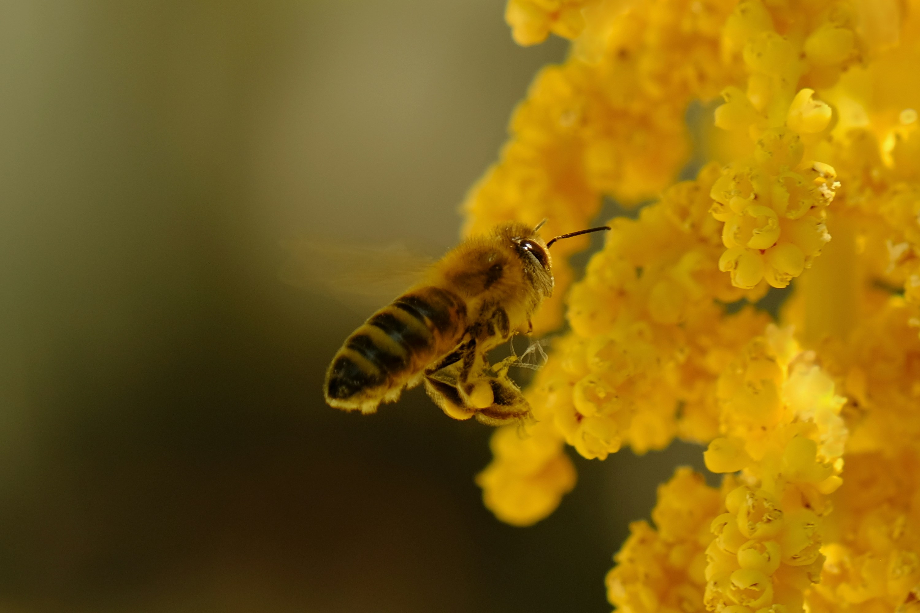 Honey bee collecting nectar from vibrant yellow flowers, showcasing the beauty of pollination.