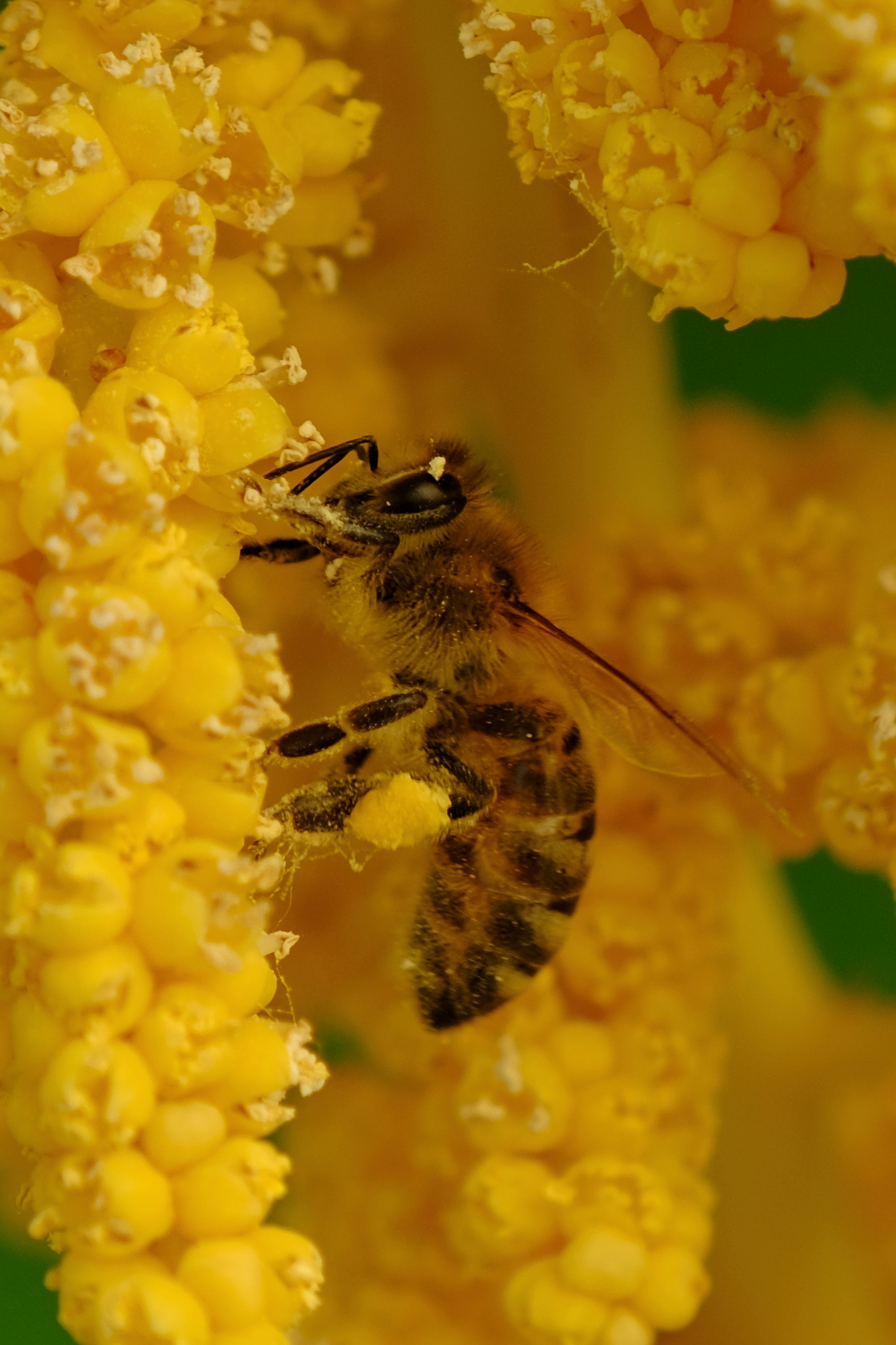 a close up of a bee on a yellow flower