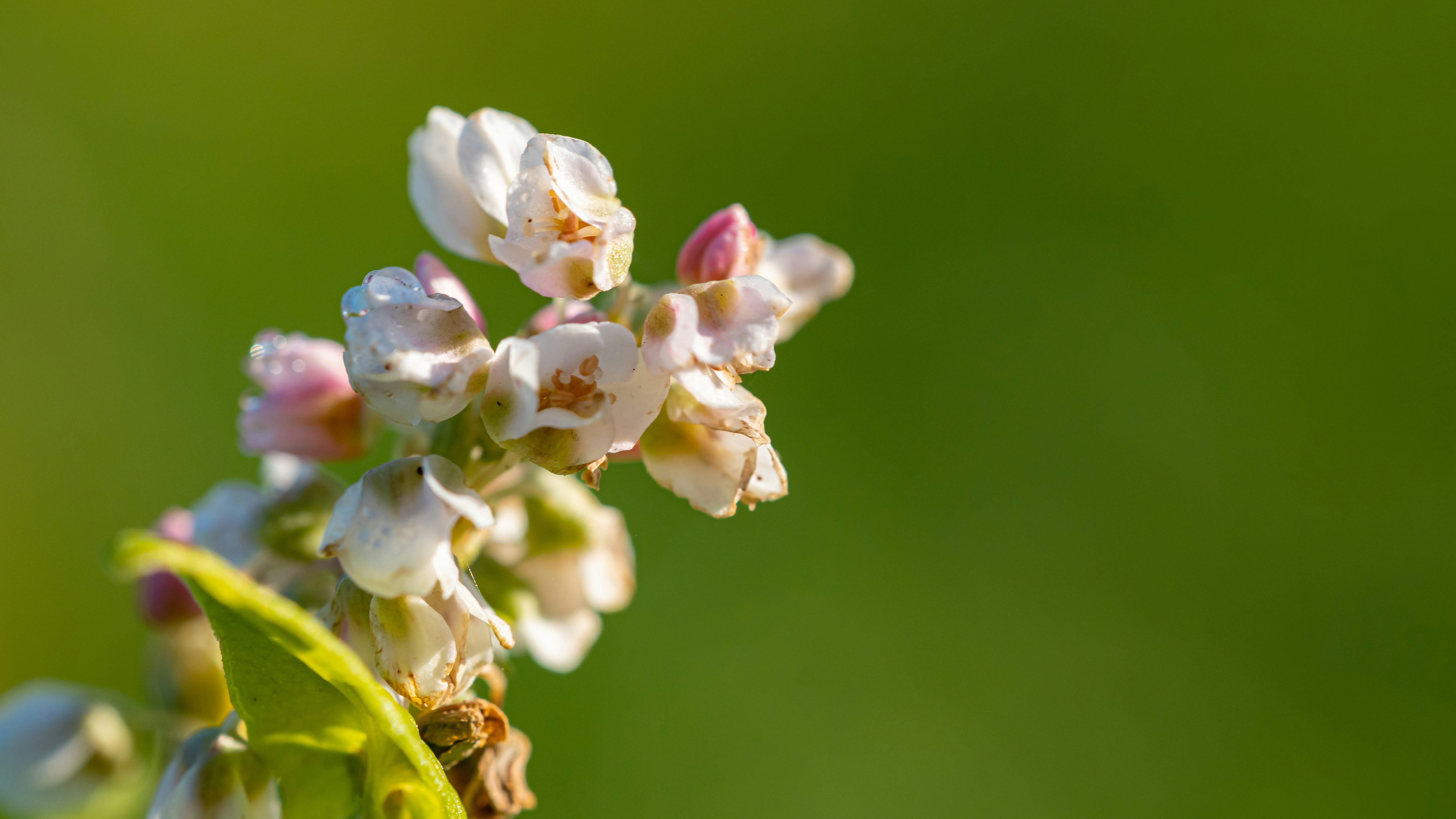 Dew-Kissed White Blossoms in Emerald Bokeh