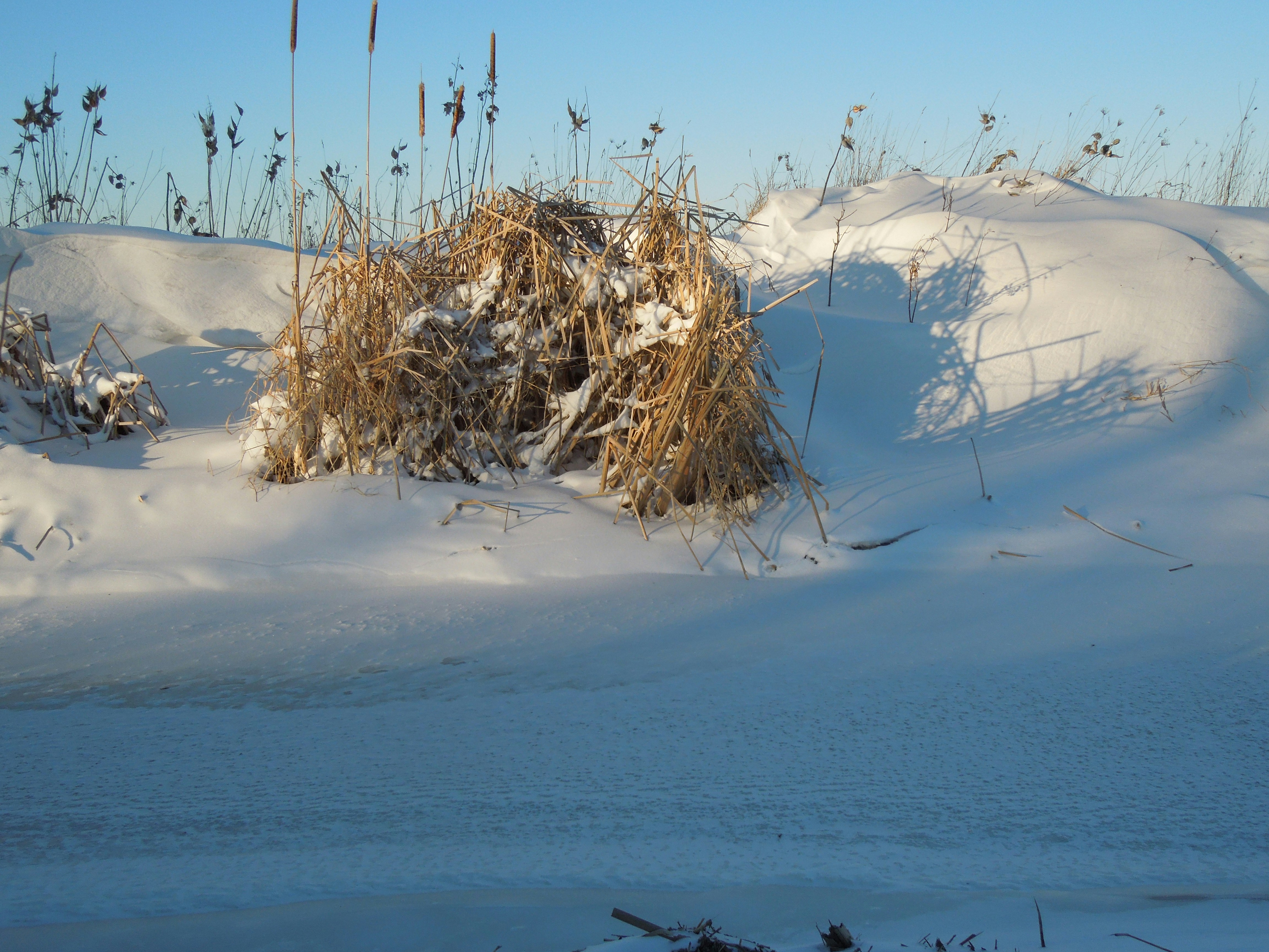 Lone Grass Tuft Anchors a Frosted Dune Under a Clear Winter Sky