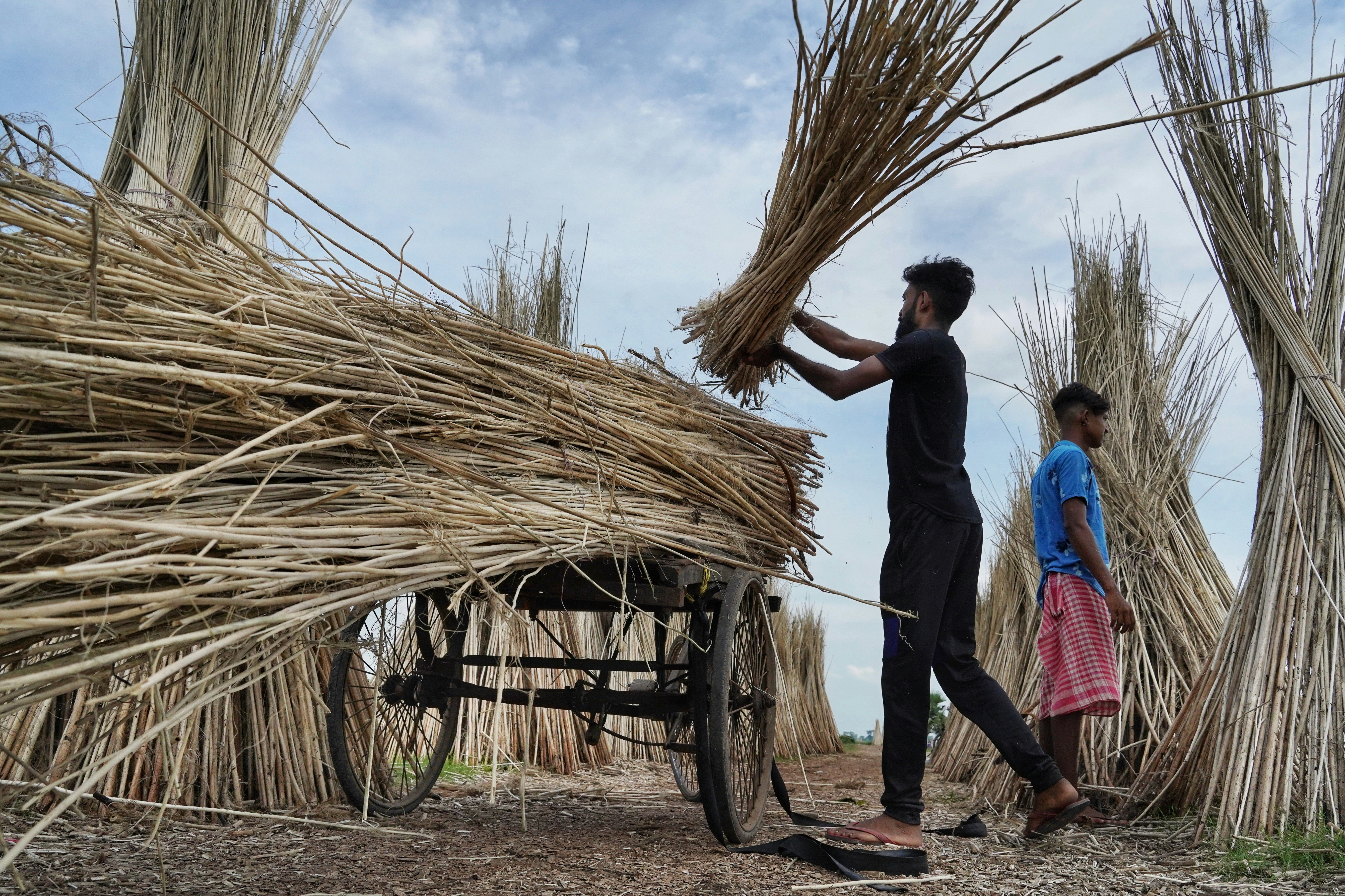 Workers stacking bundles of harvested reeds onto a wooden cart under a blue sky.