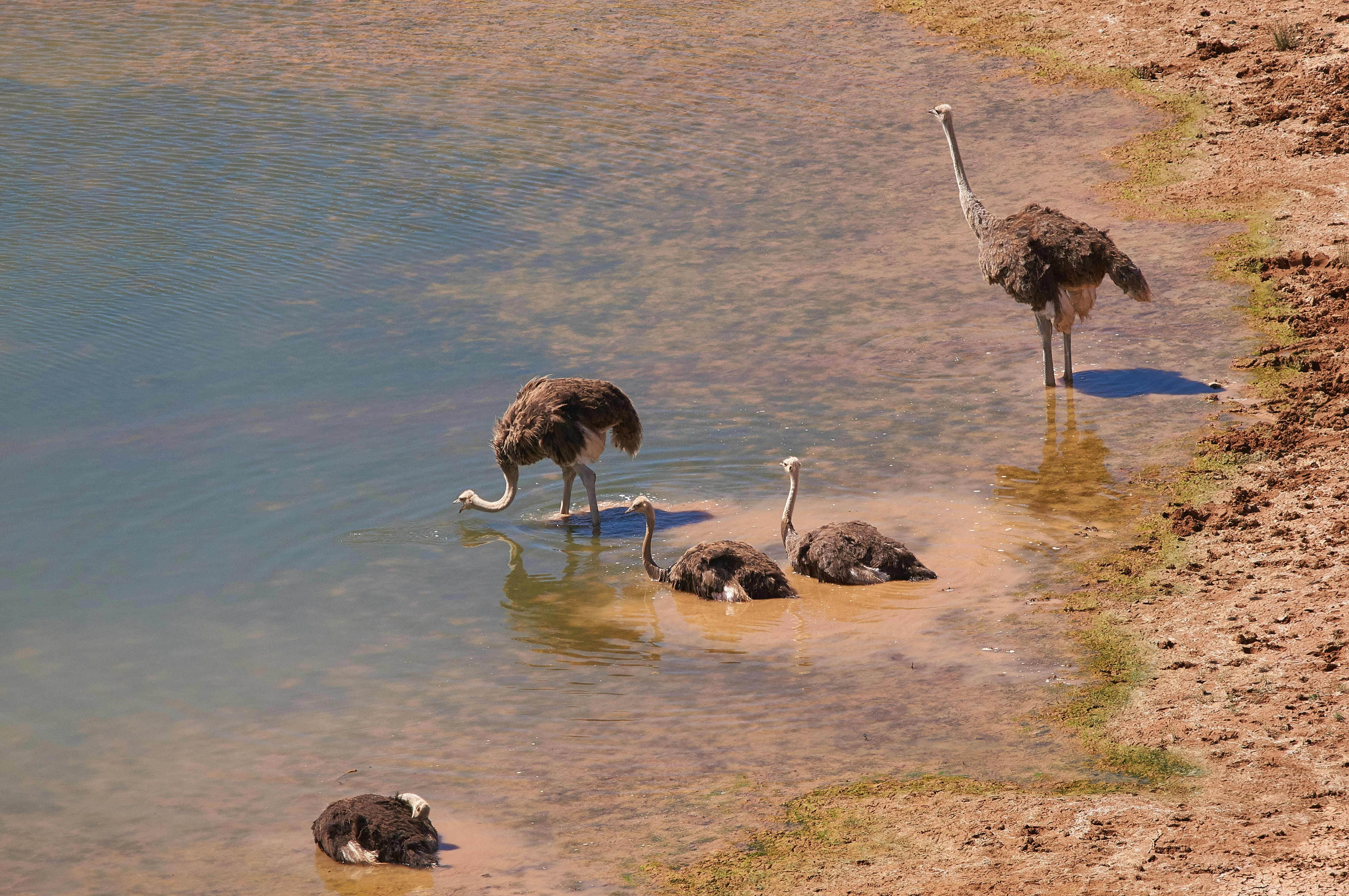 a group of ostriches standing in a body of water
