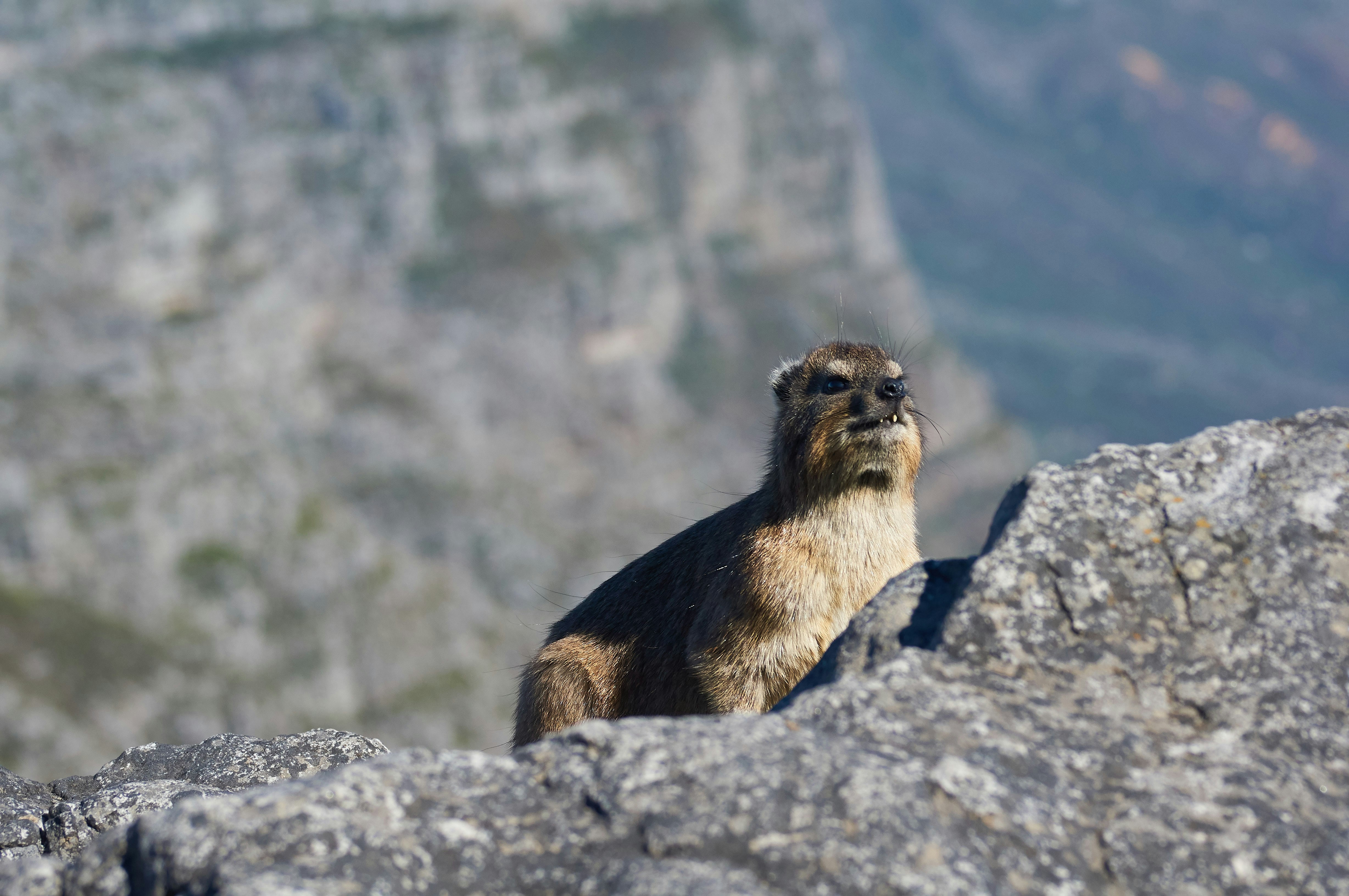 A brown and black animal sitting on top of a rock photo – Free Animal ...