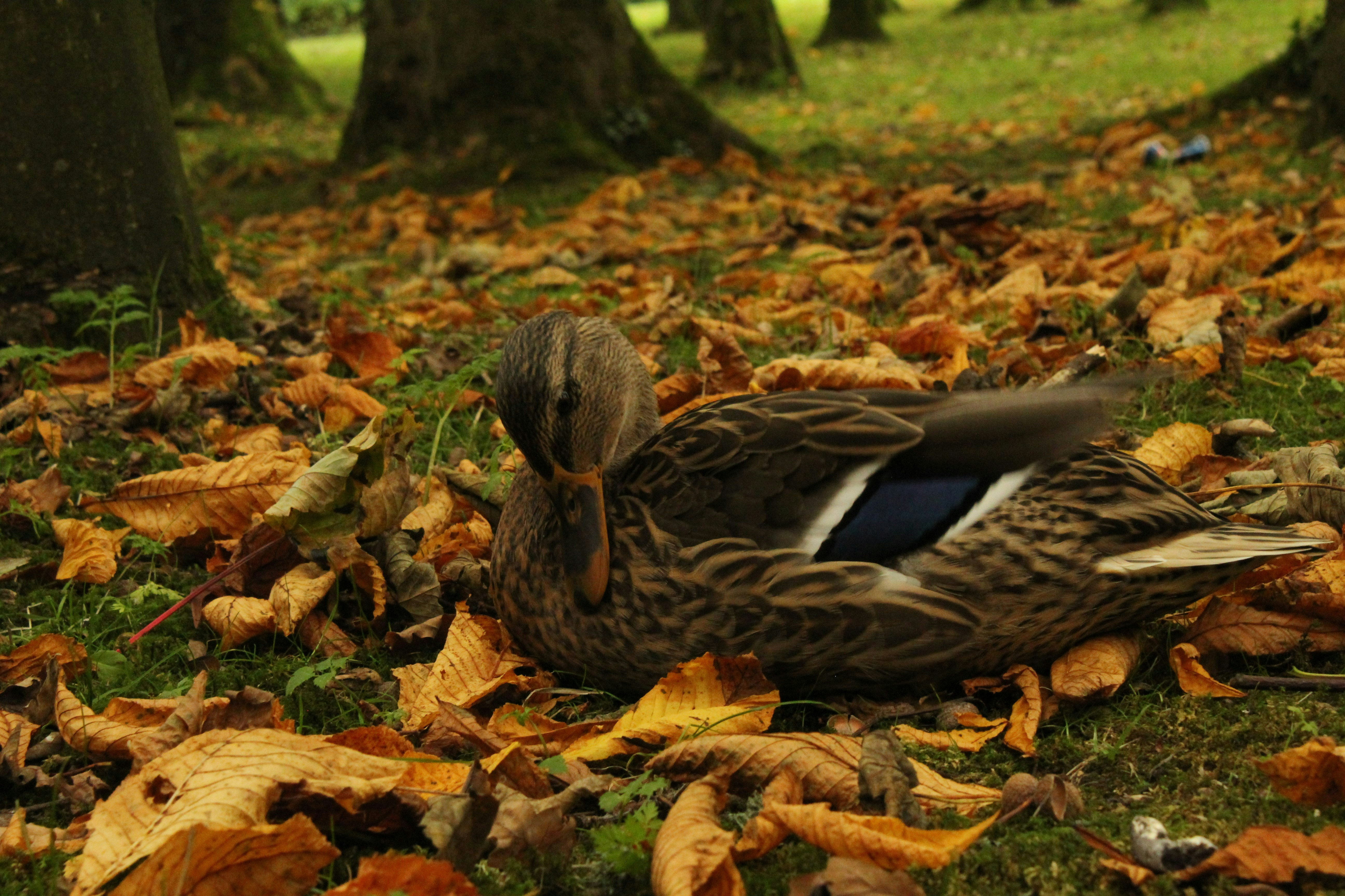 Autumn Rest: A Mallard Drowses Among Fallen Leaves