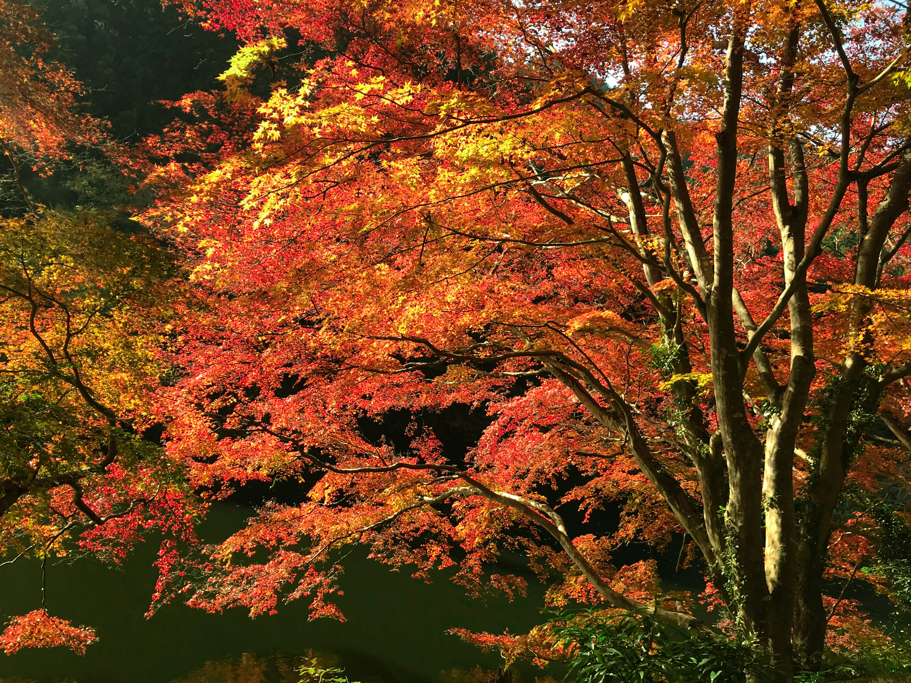 Autumn Symphony by the Water's Edge