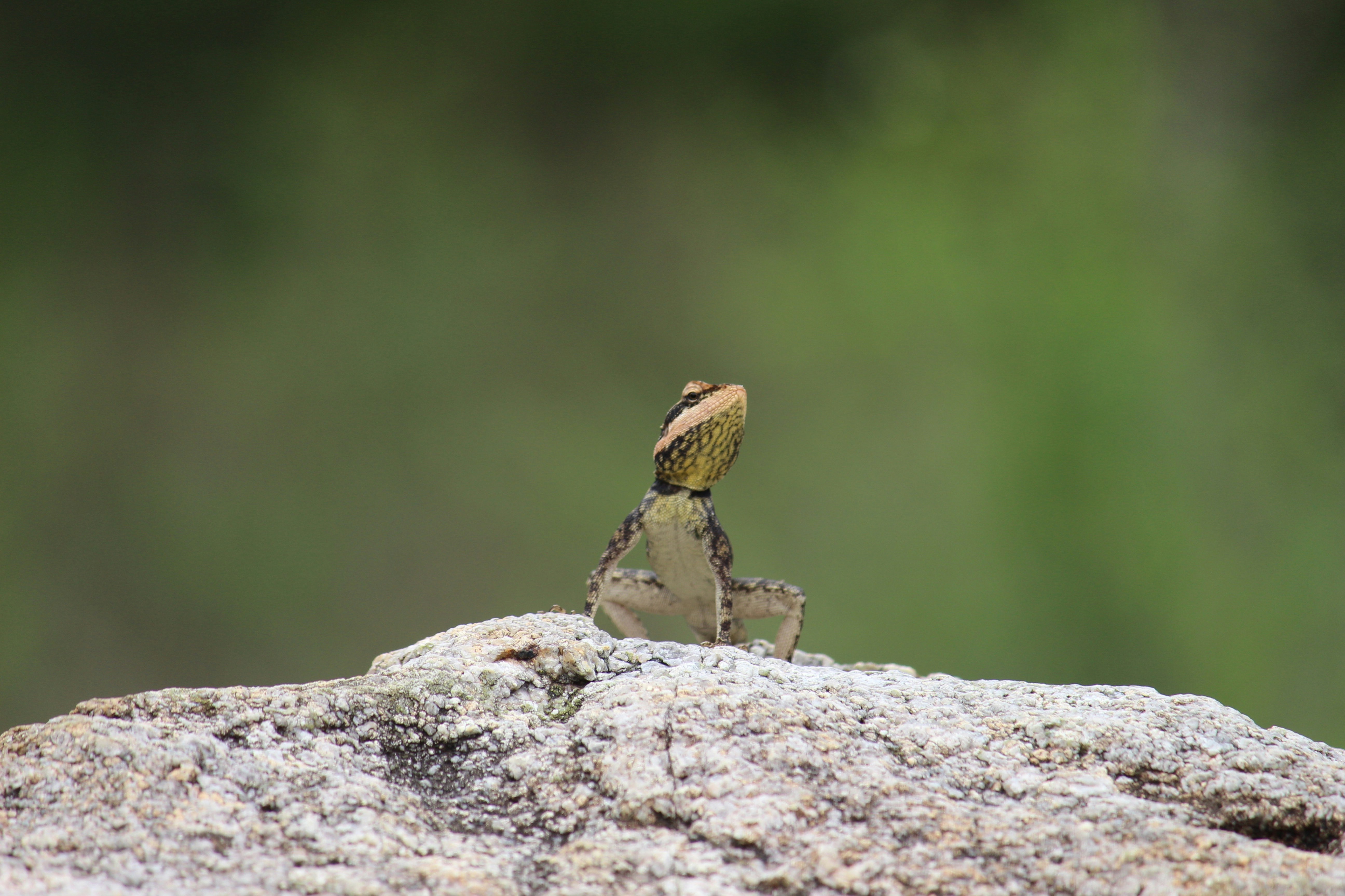 A lizard perched confidently on a rock, surveying its surroundings amidst a blurred green backdrop.