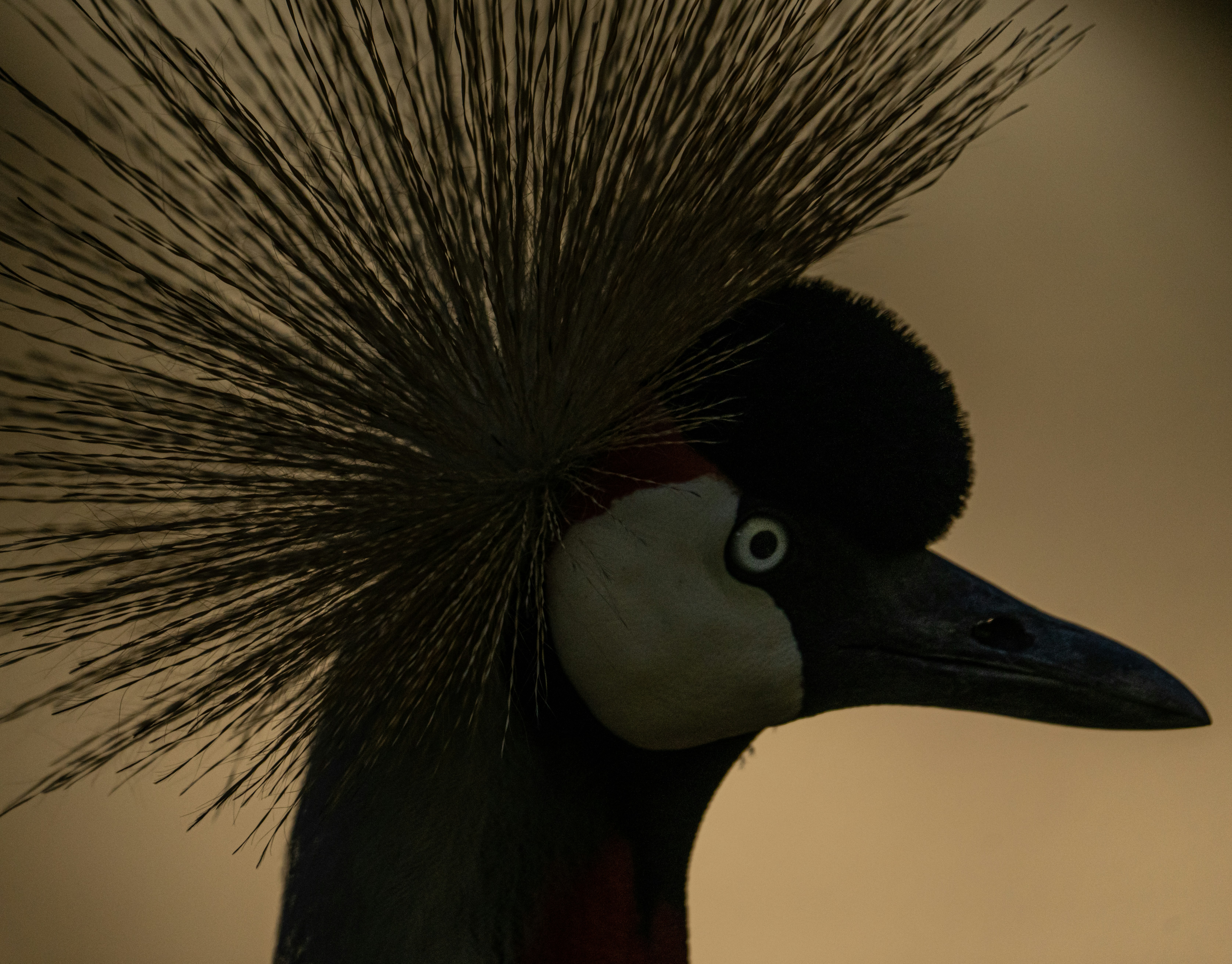 Crown Under Backlight: A Close-Up Portrait of a Crowned Crane