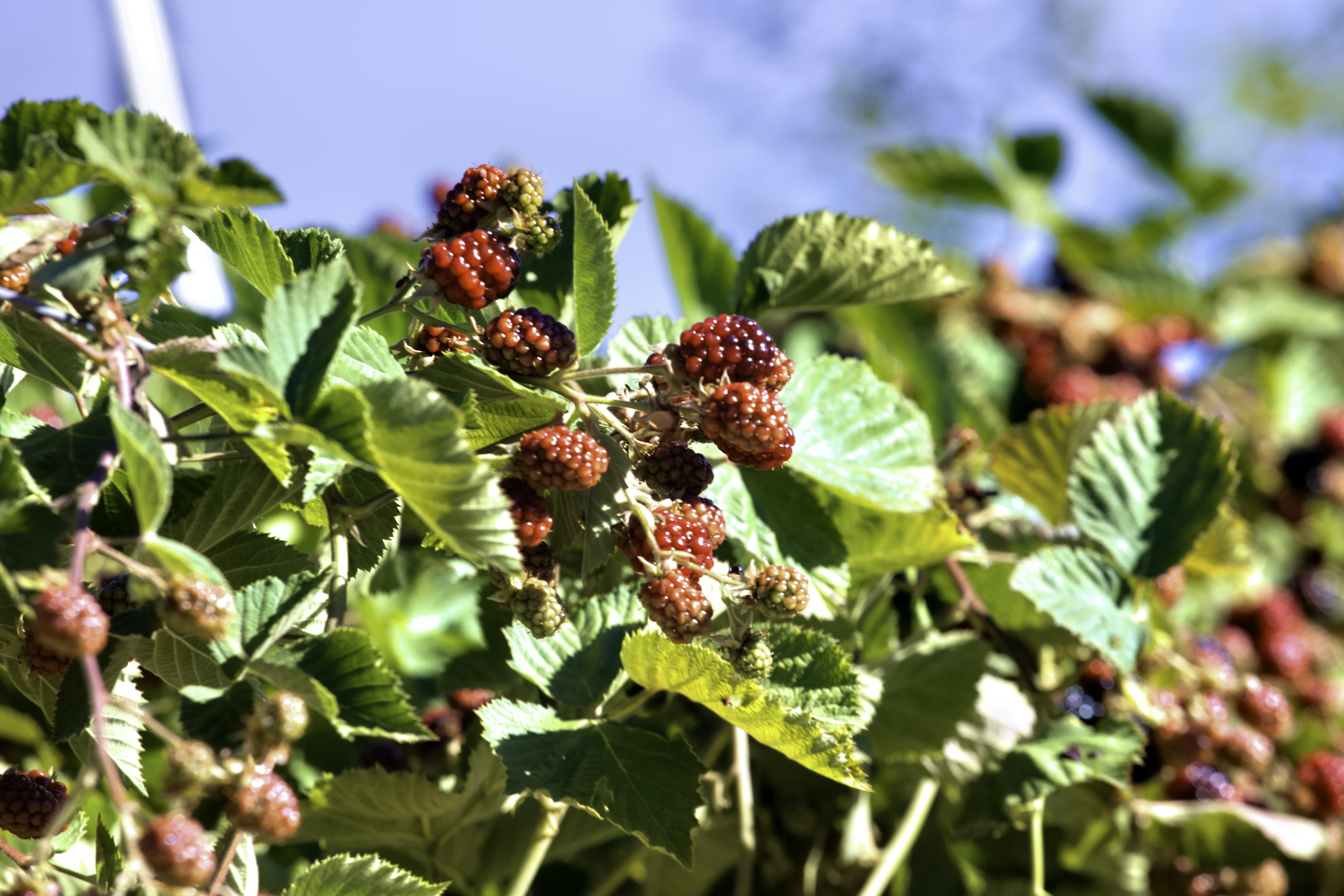 Nature's Sweet Harvest