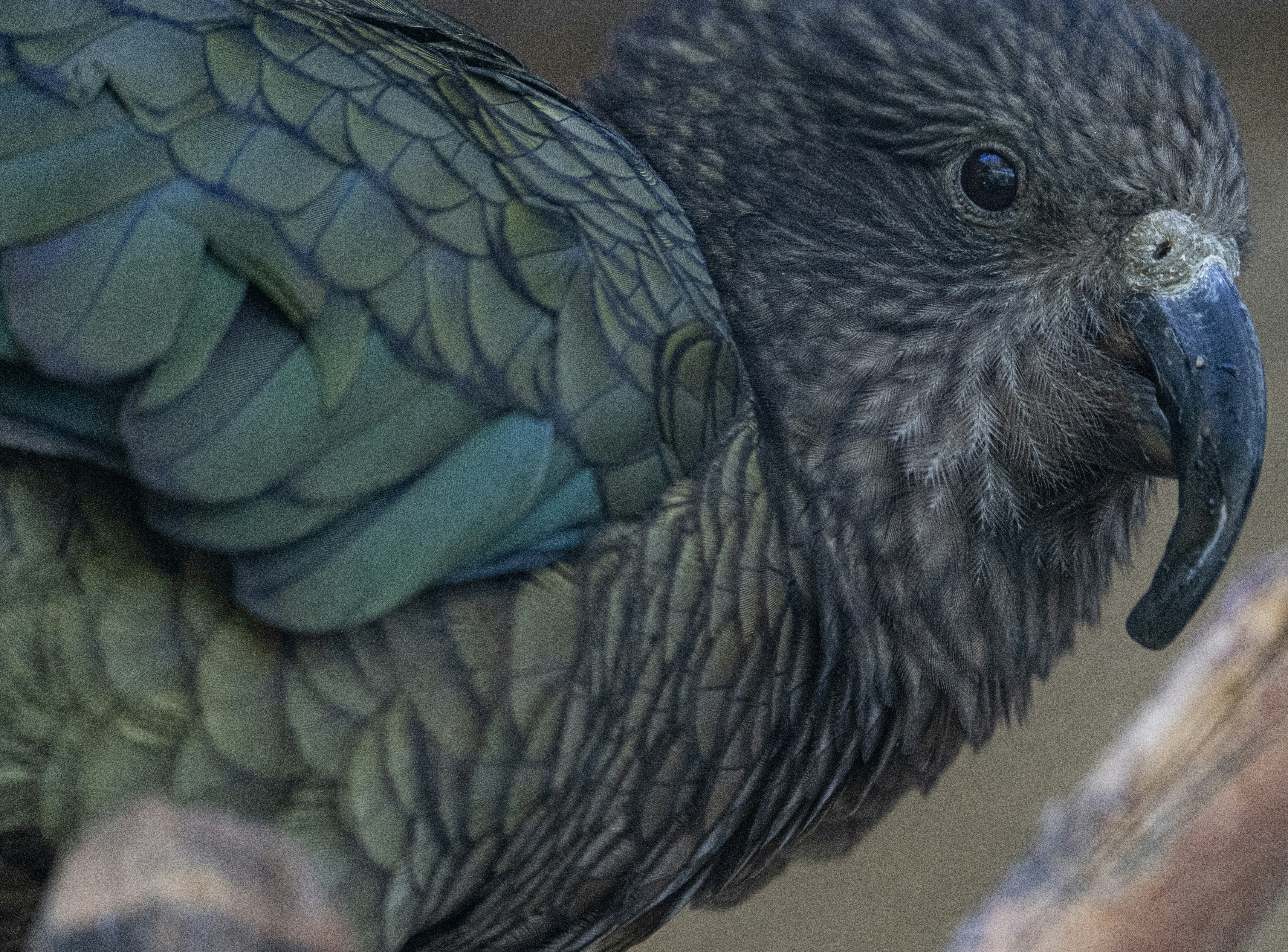 a close up of a bird on a branch