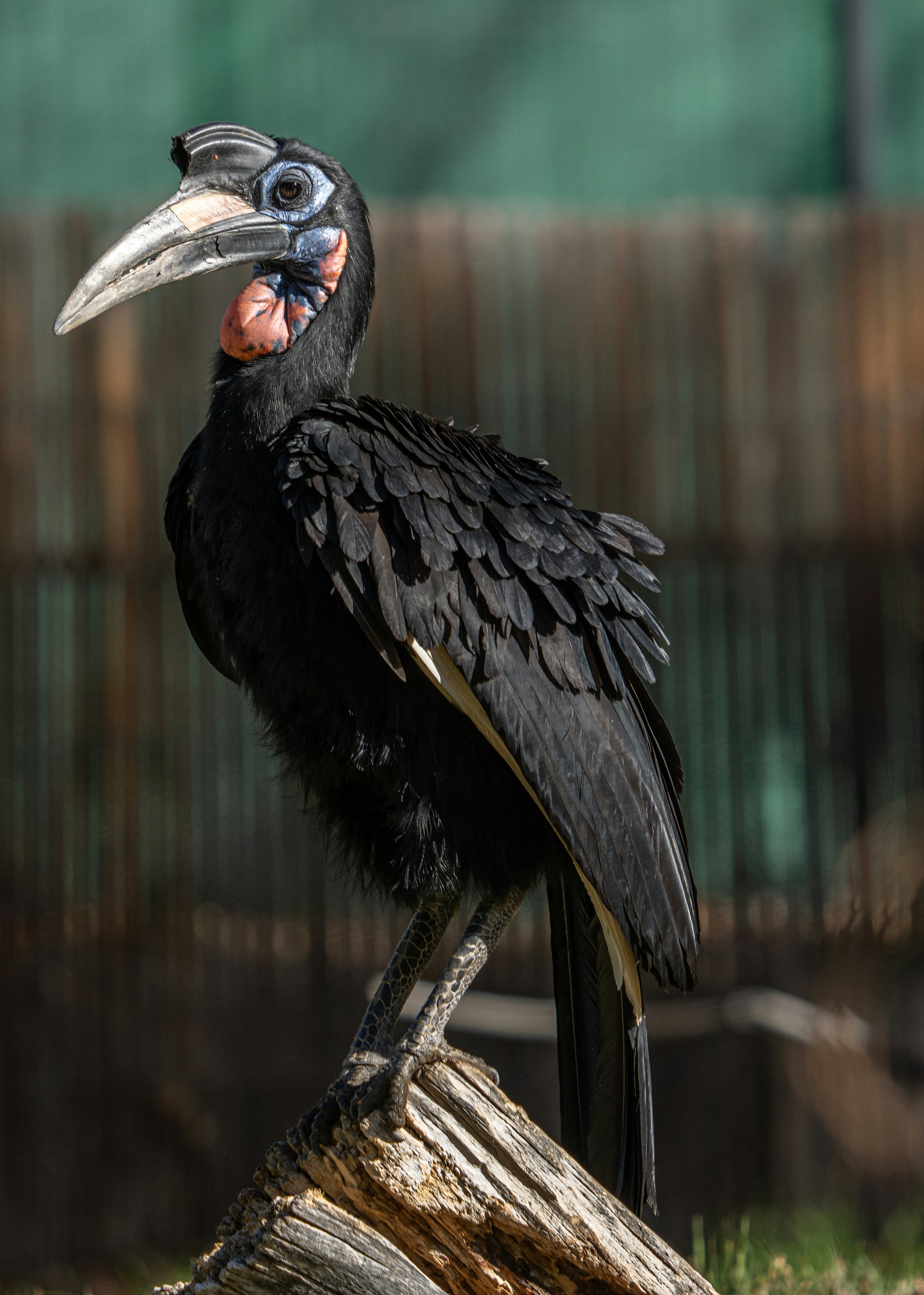 A hornbill stands prominently on a weathered log, showcasing its striking beak and vibrant facial features.