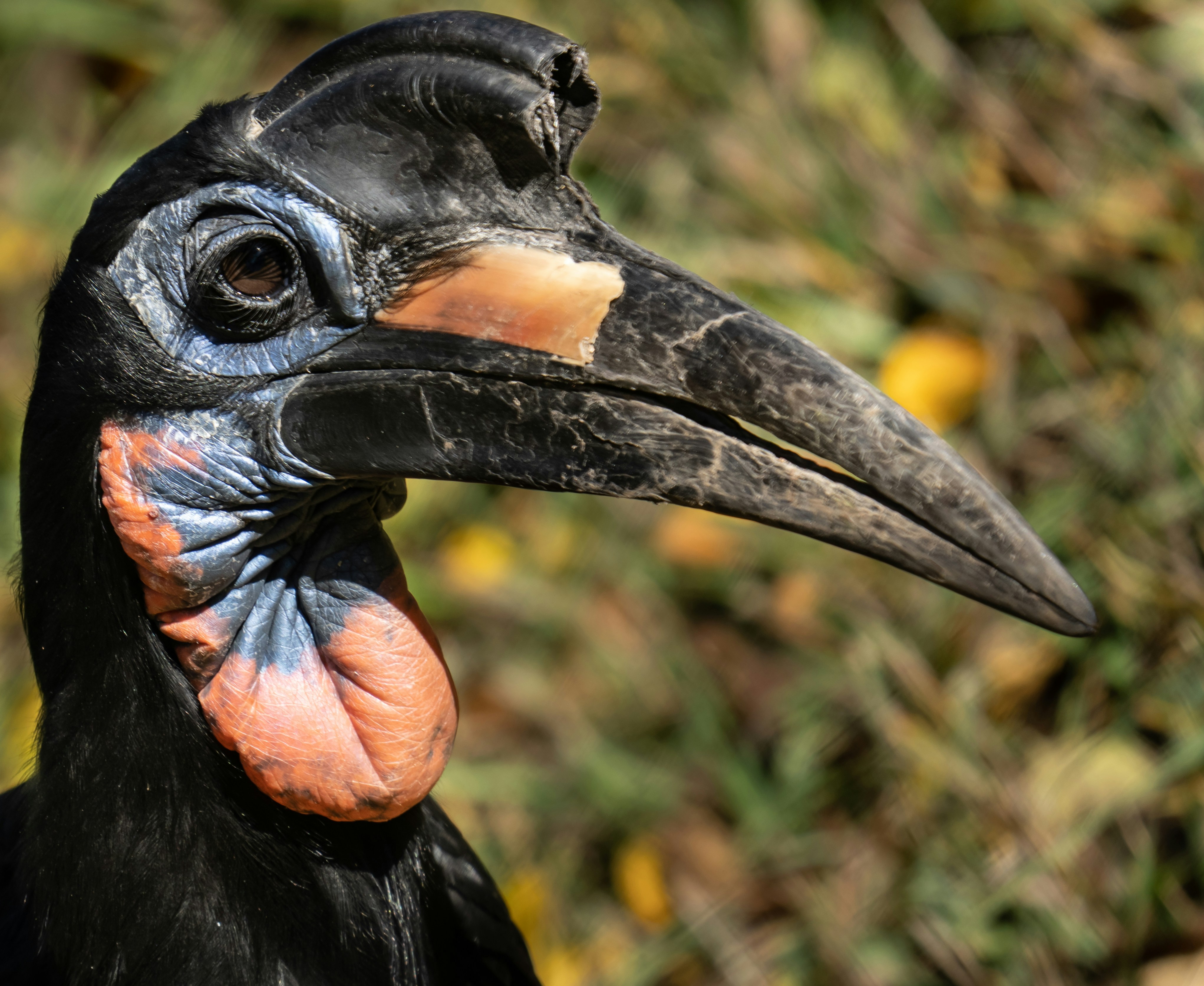Obsidian Beak, Cerulean Patch: A Hornbill’s Portrait in Sharp Focus