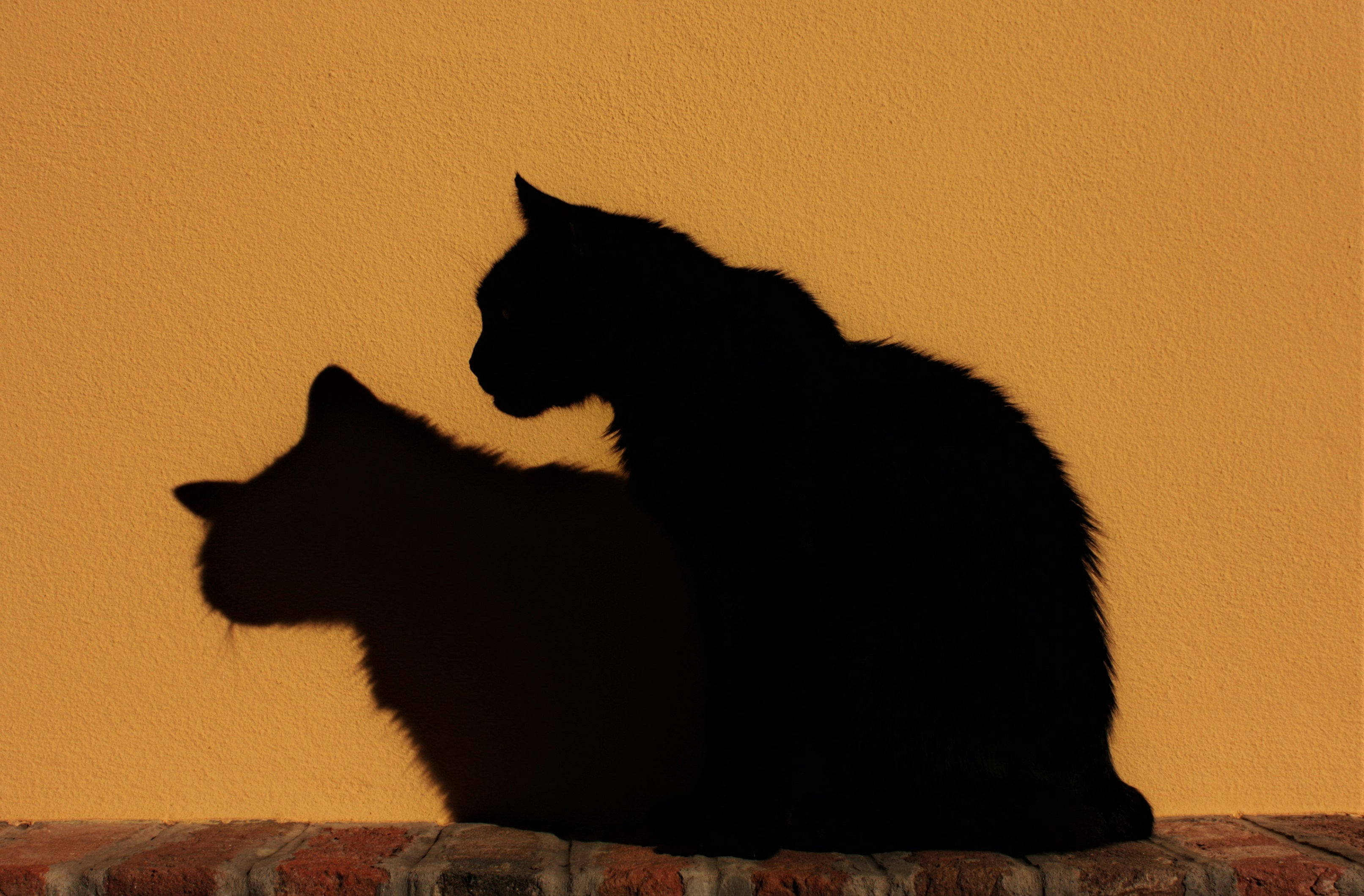Shadowed Companions on a Warm Wall