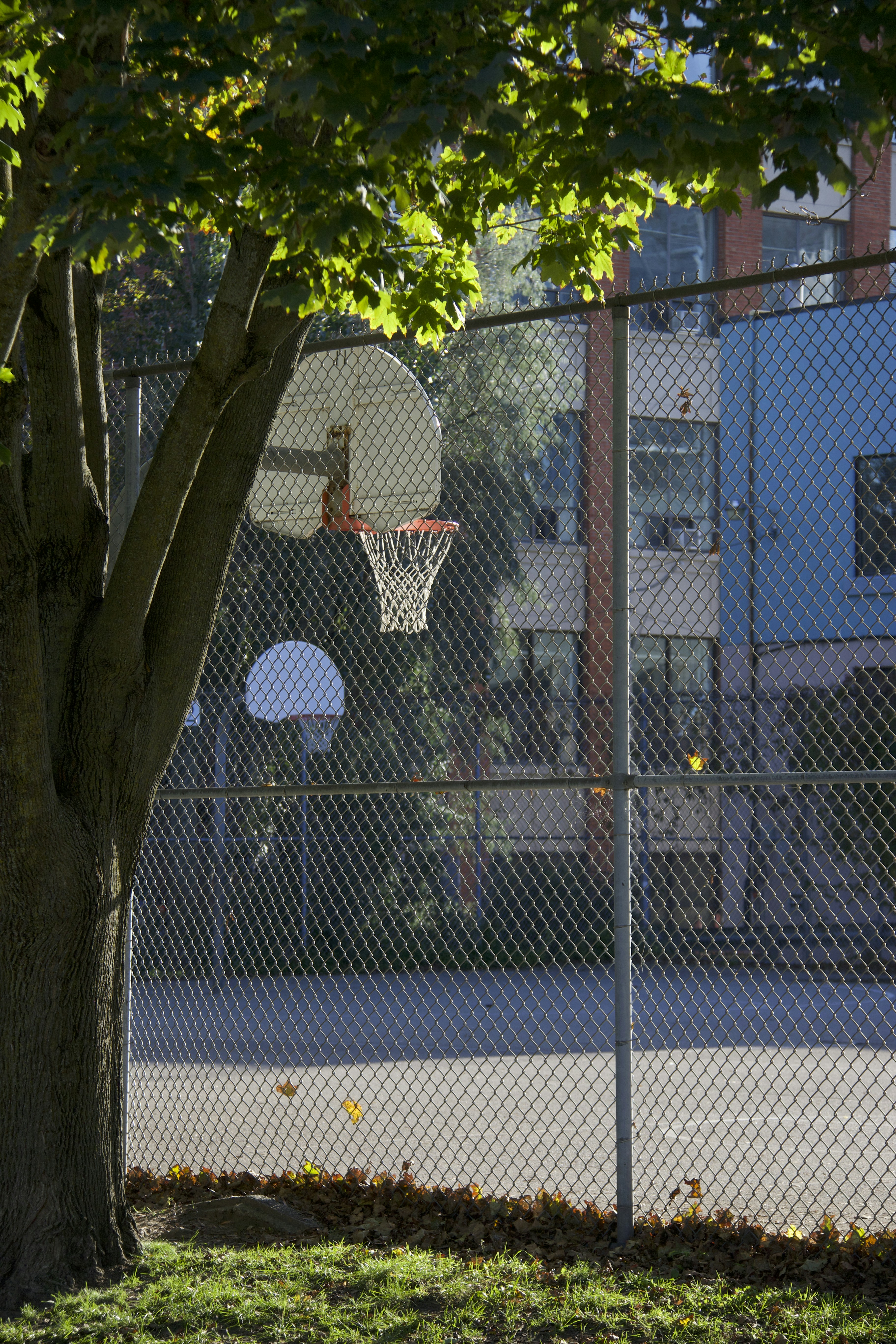 Rim Between Greens: A Quiet Urban Basketball Moment