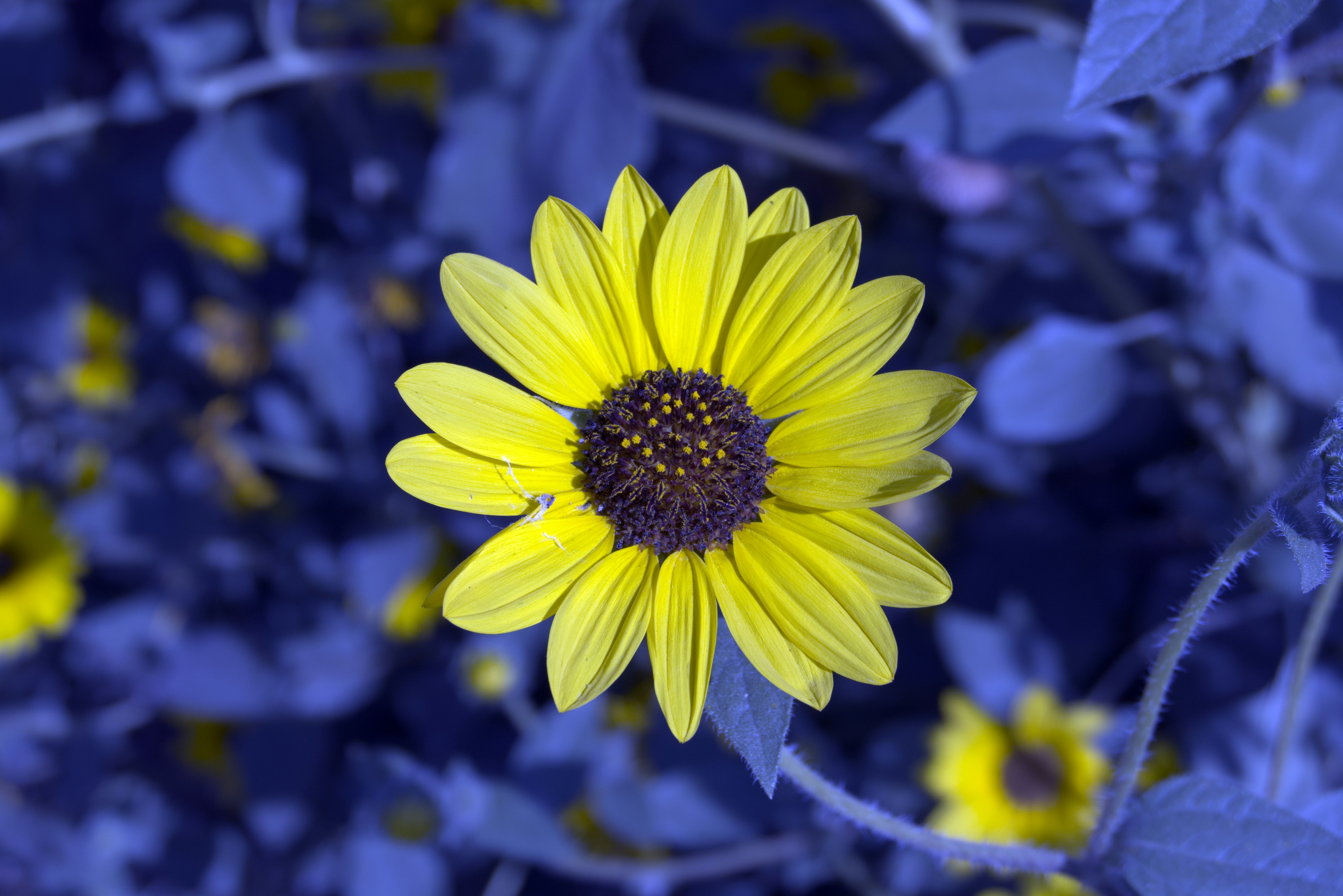 Vibrant yellow sunflower stands out against a backdrop of muted blue foliage, creating a striking contrast. The image captures the essence of nature's beauty in an artistic interpretation.