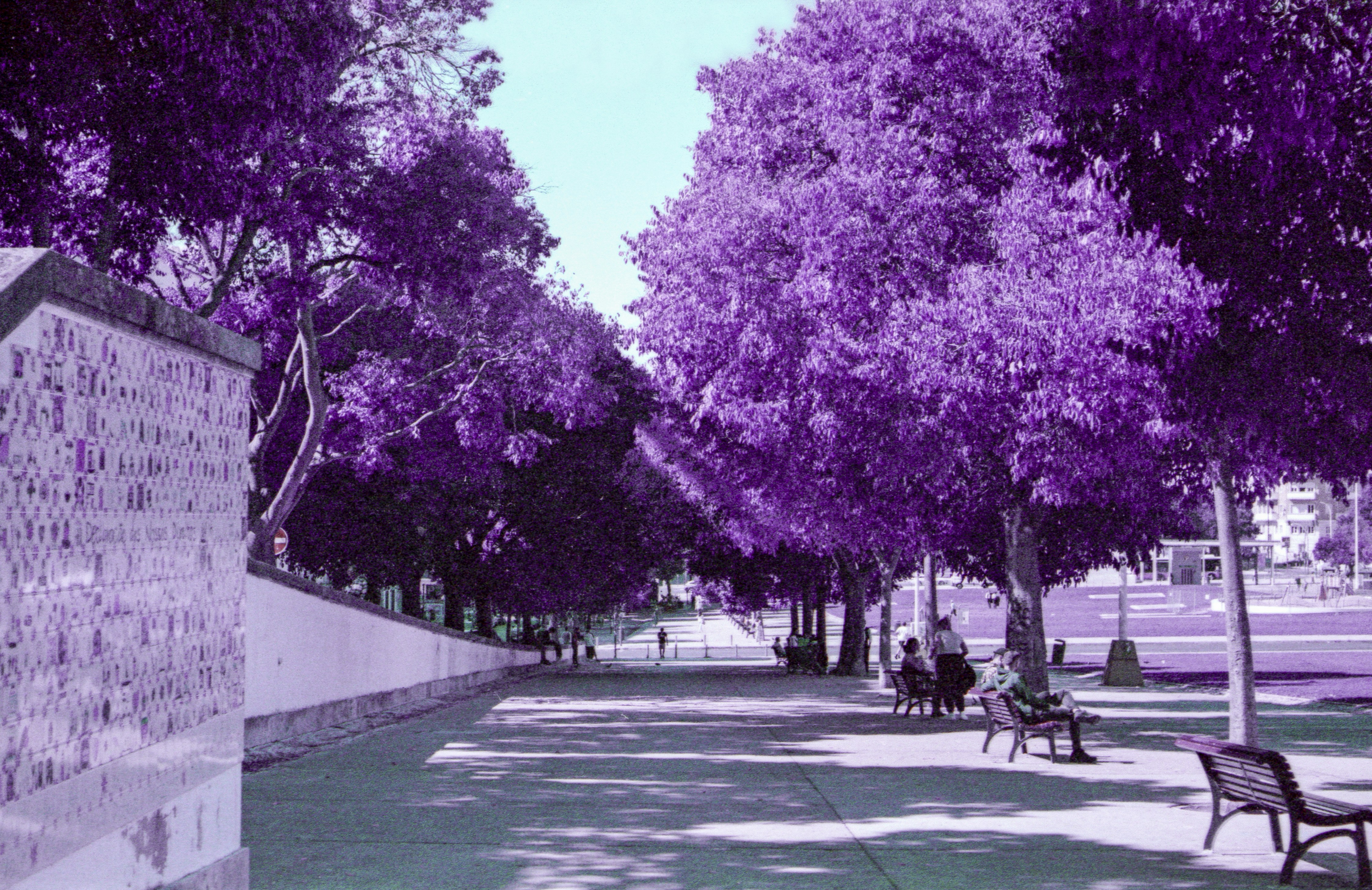 Park Path Under a Violet Canopy