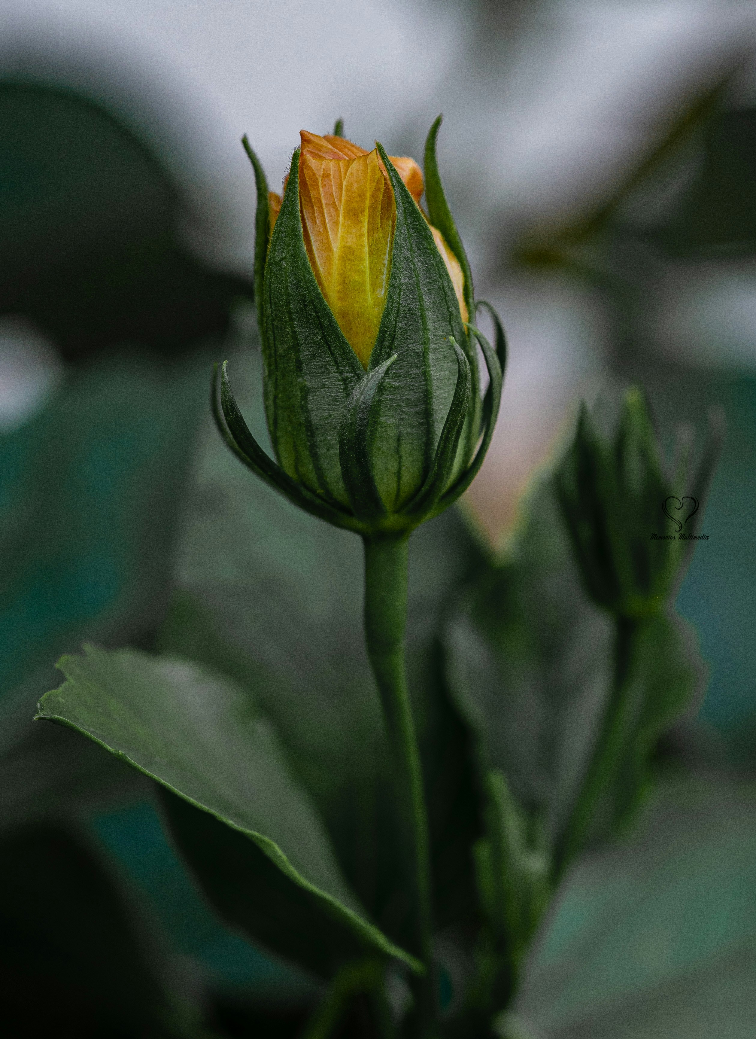 Amber Crown in a Green Capsule: A Bud Unfurls