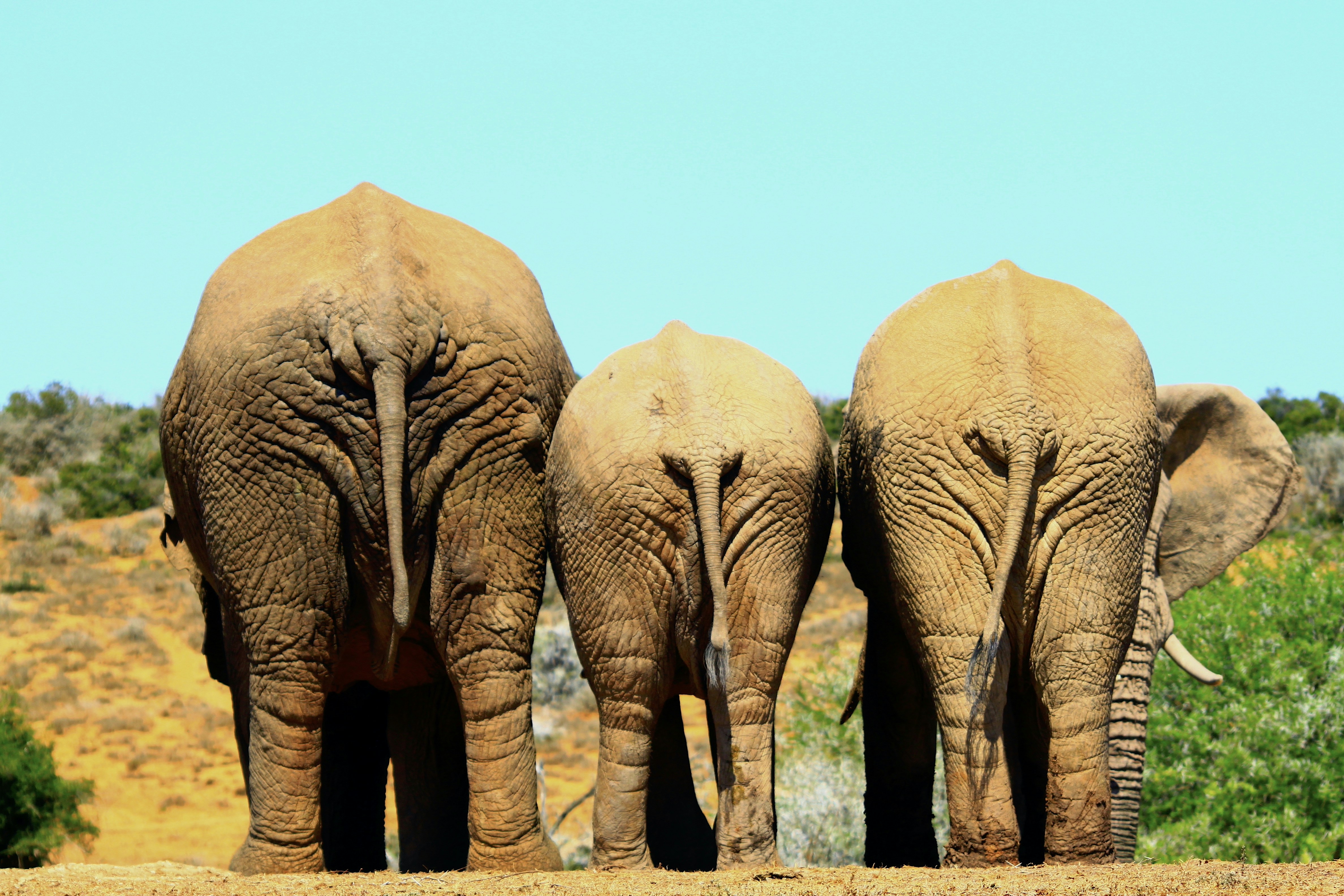 Three elephants walking side by side in a sunlit landscape, showcasing their majestic forms and familial bond.