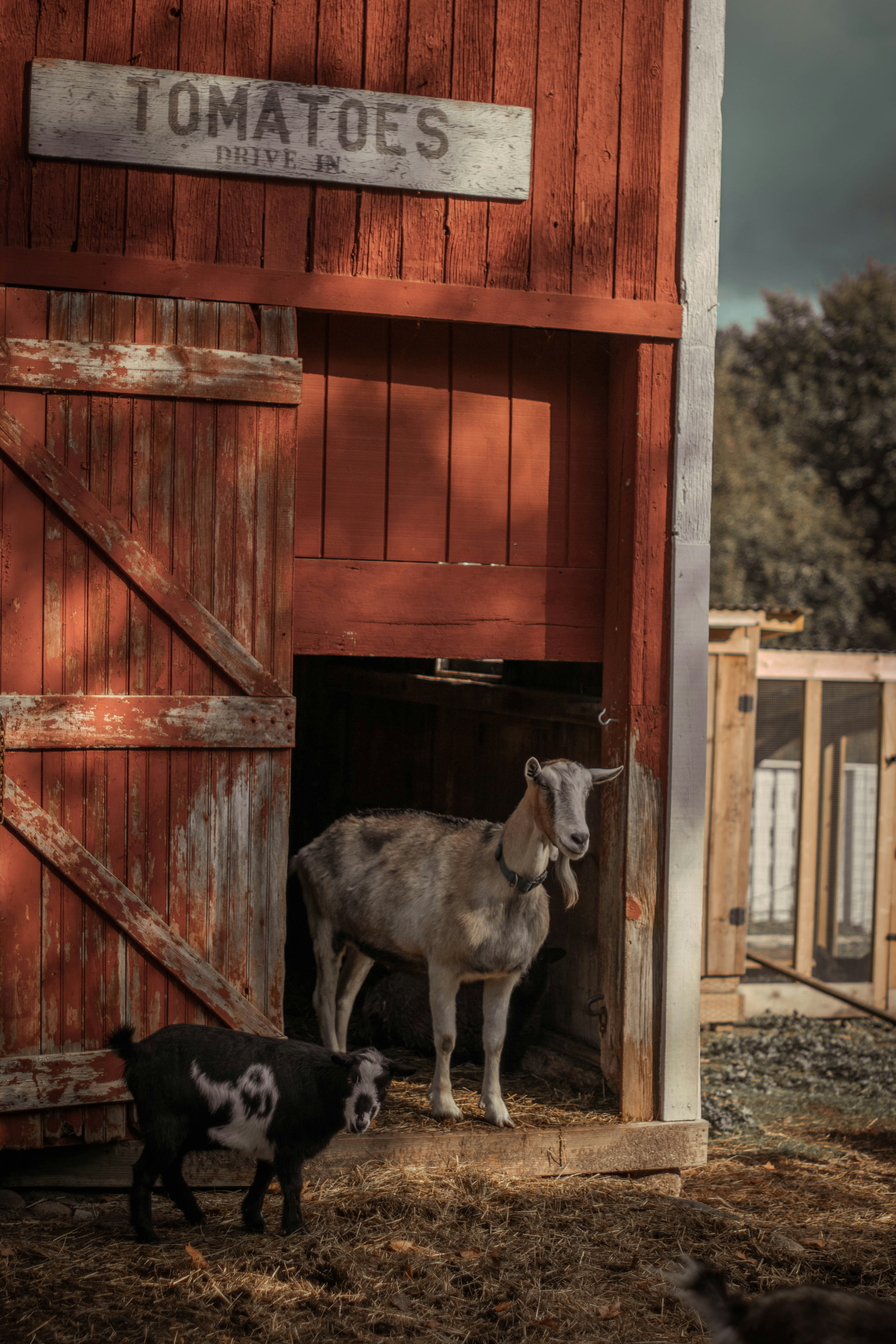 Goat at the Threshold Beneath a Weathered Tomato Sign on a Red Barn