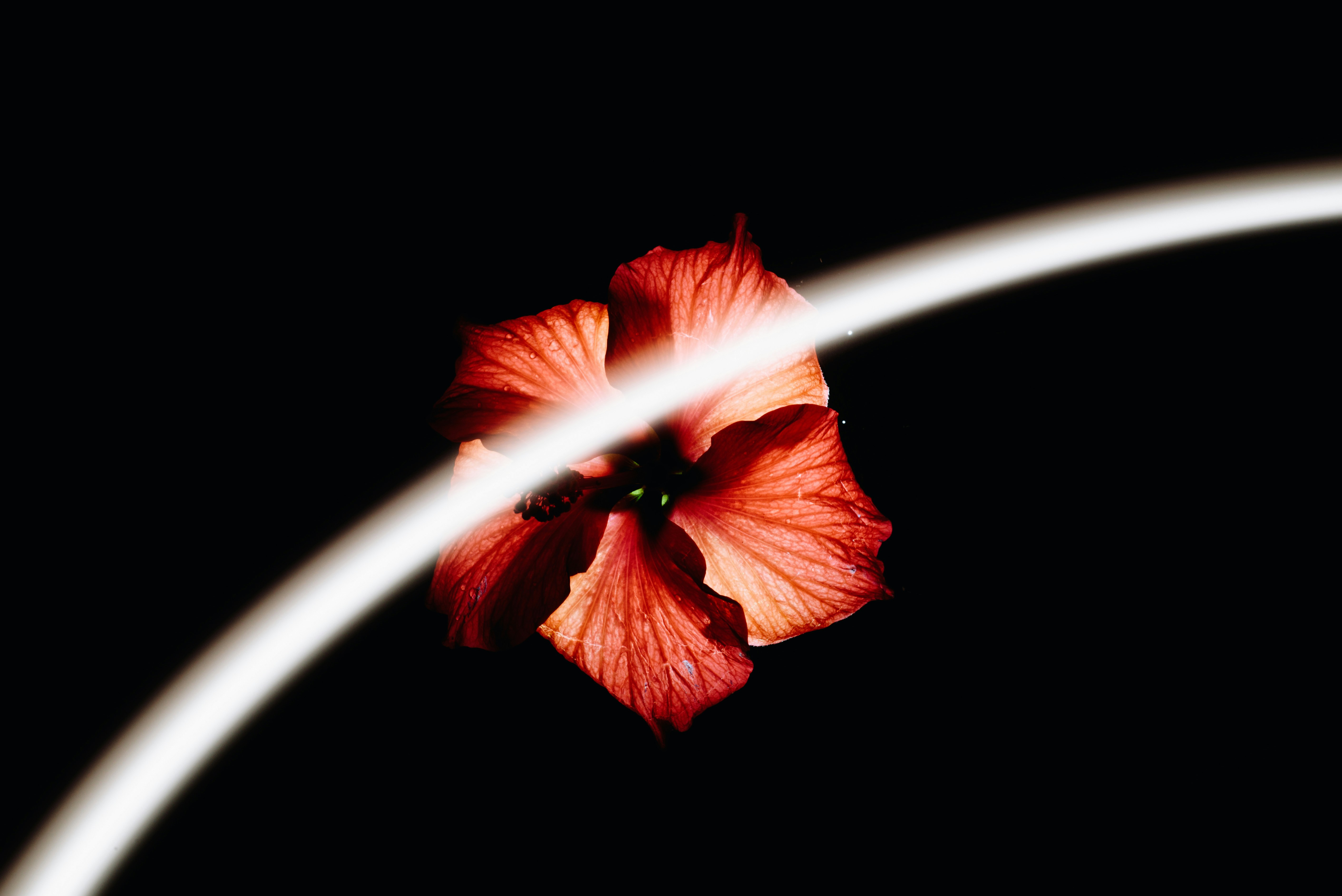 No photoshop - light table + light trail + hibiscus
Long exposure