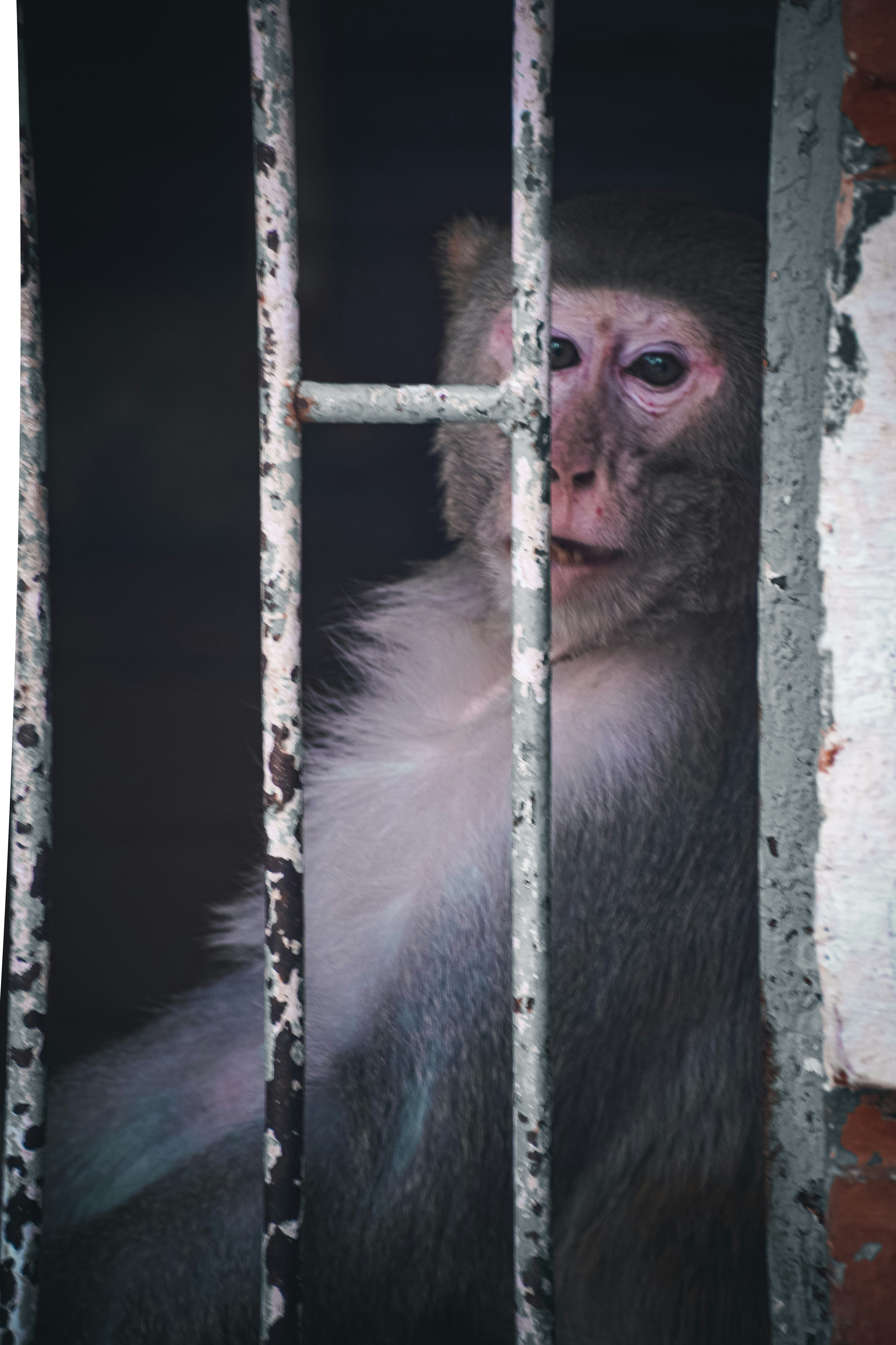 A monkey is looking out of a barred window photo – Free Mammal Image on ...