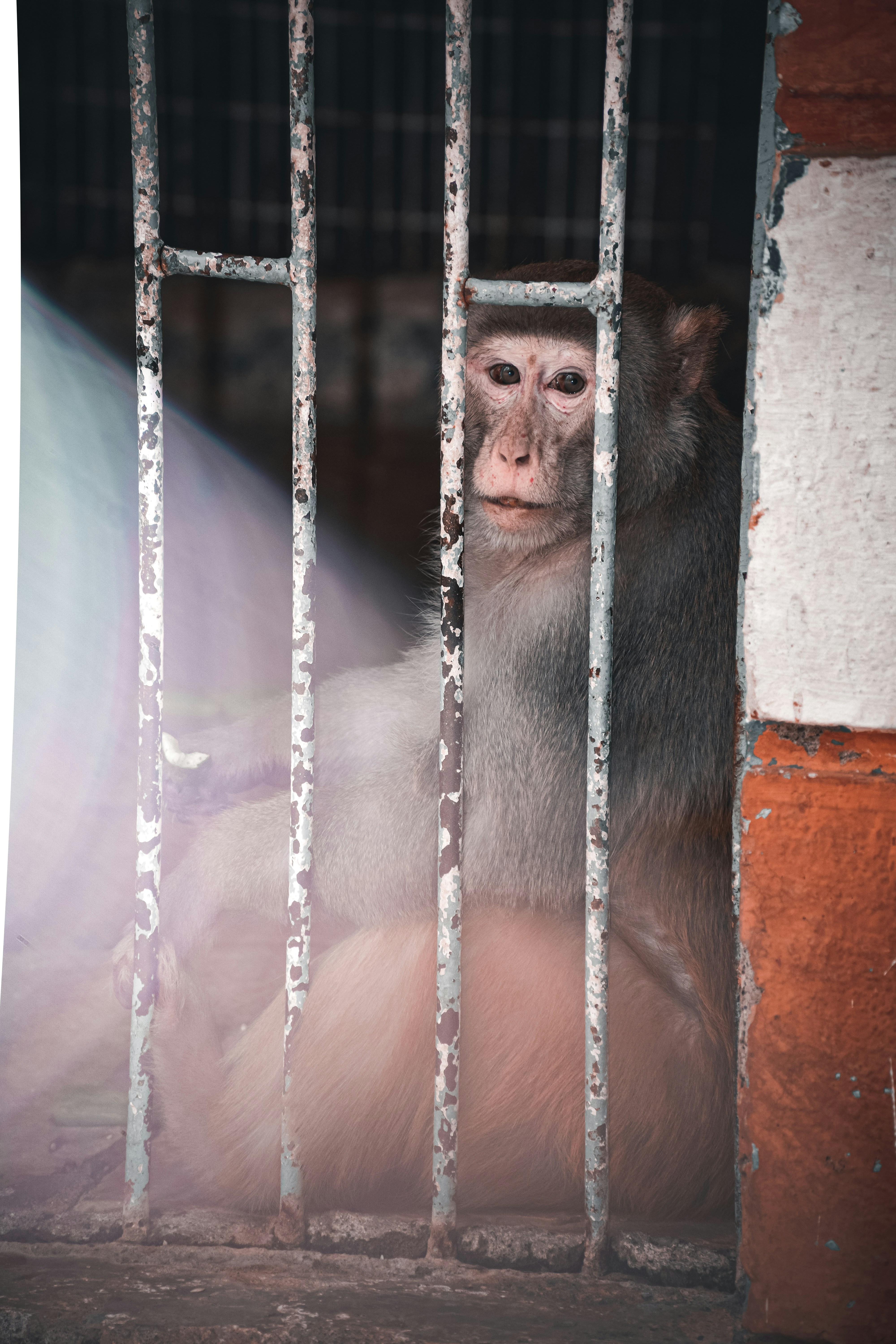 Prison Bars and Curious Gaze: A Capuchin’s Pause