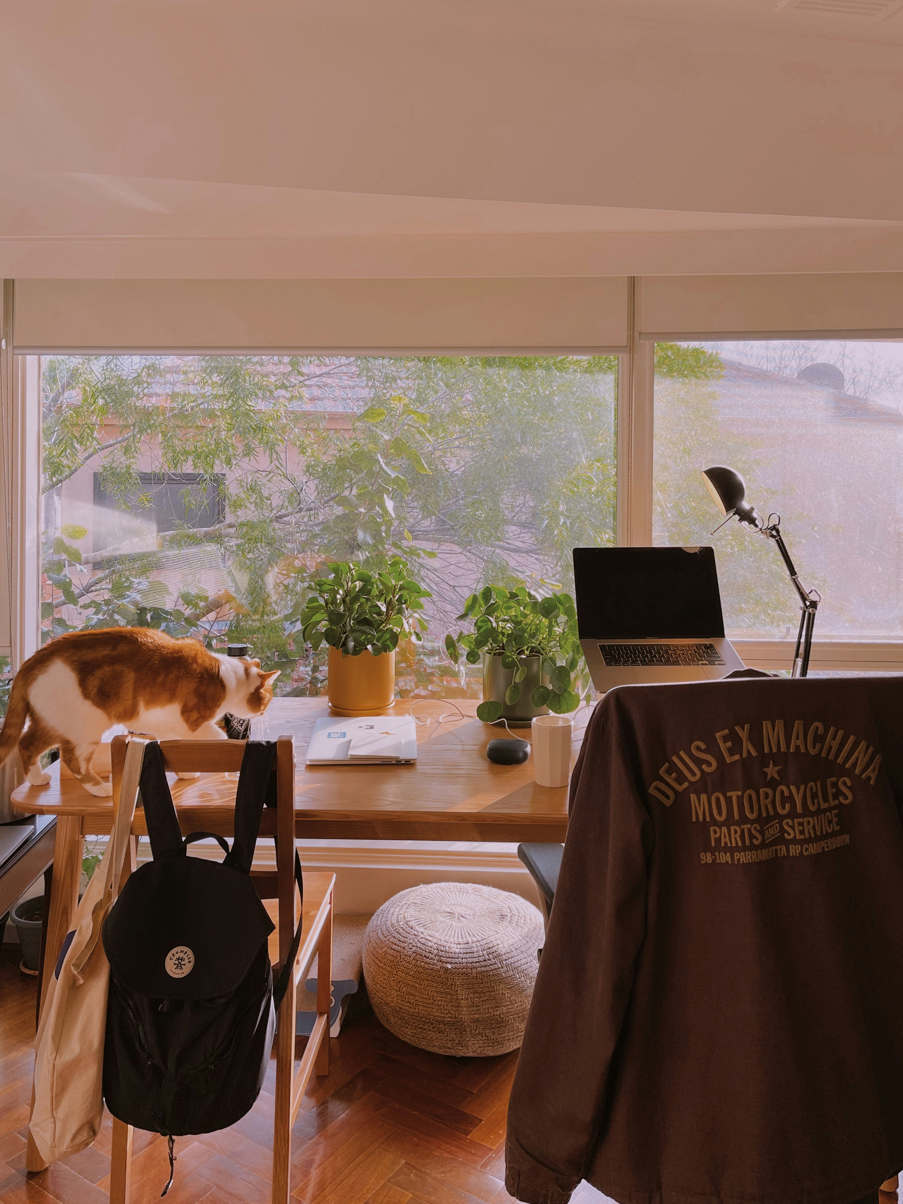 A cat explores a wooden desk adorned with plants and a laptop, illuminated by soft natural light filtering through large windows.