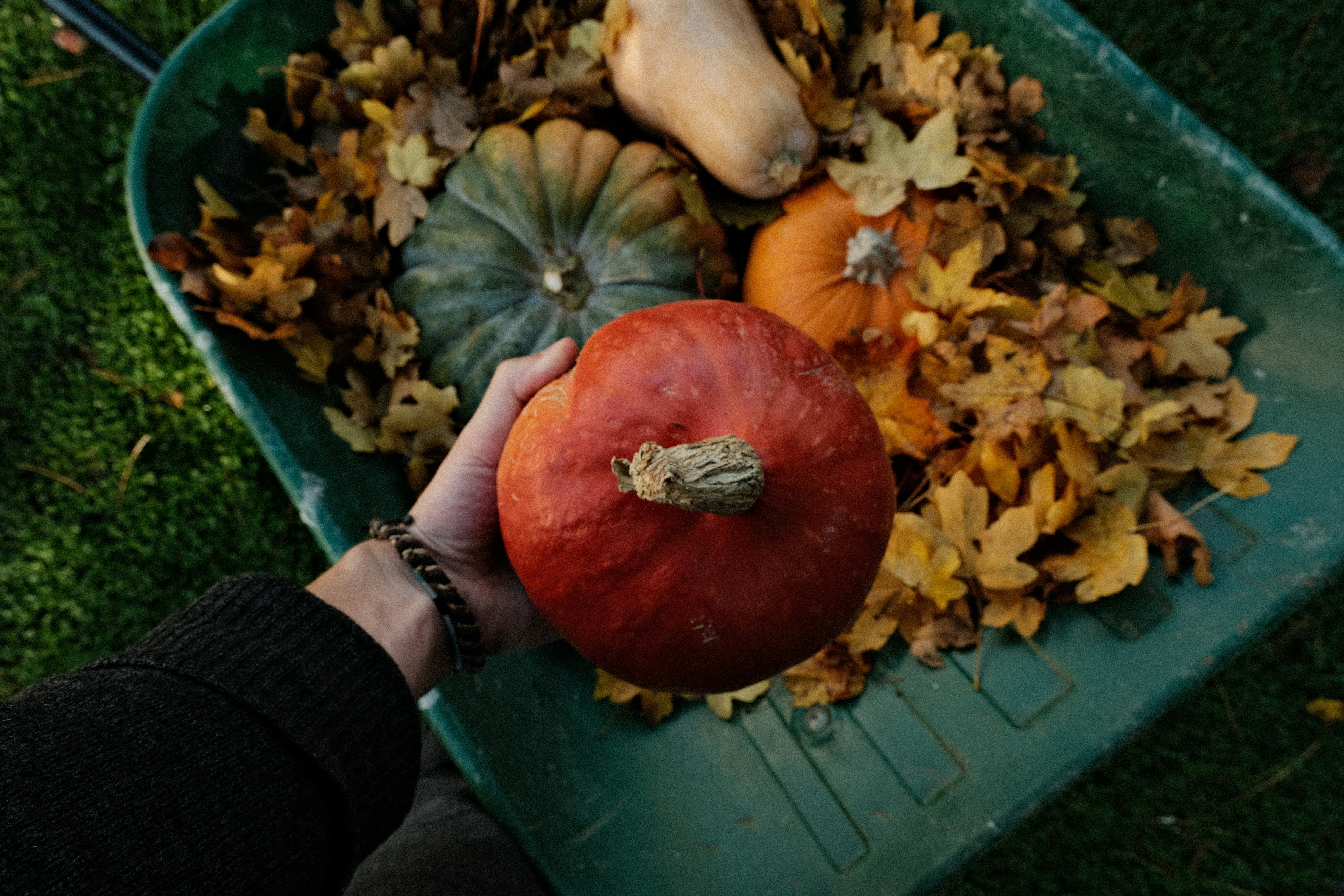 A hand holds a vibrant pumpkin above a wheelbarrow filled with assorted squash and autumn leaves.