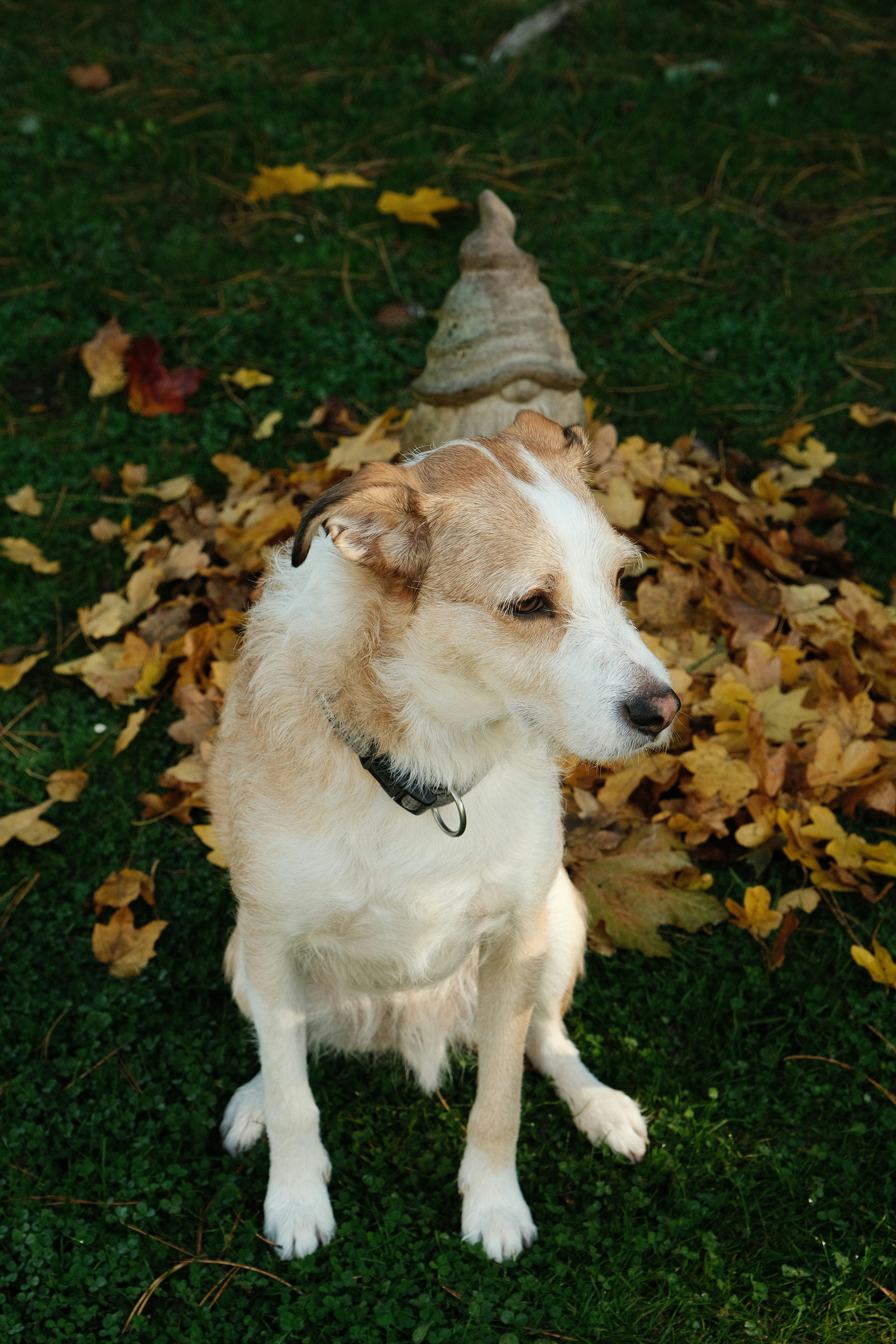 Autumn Gaze: A Leaf-Draped Pup Pause