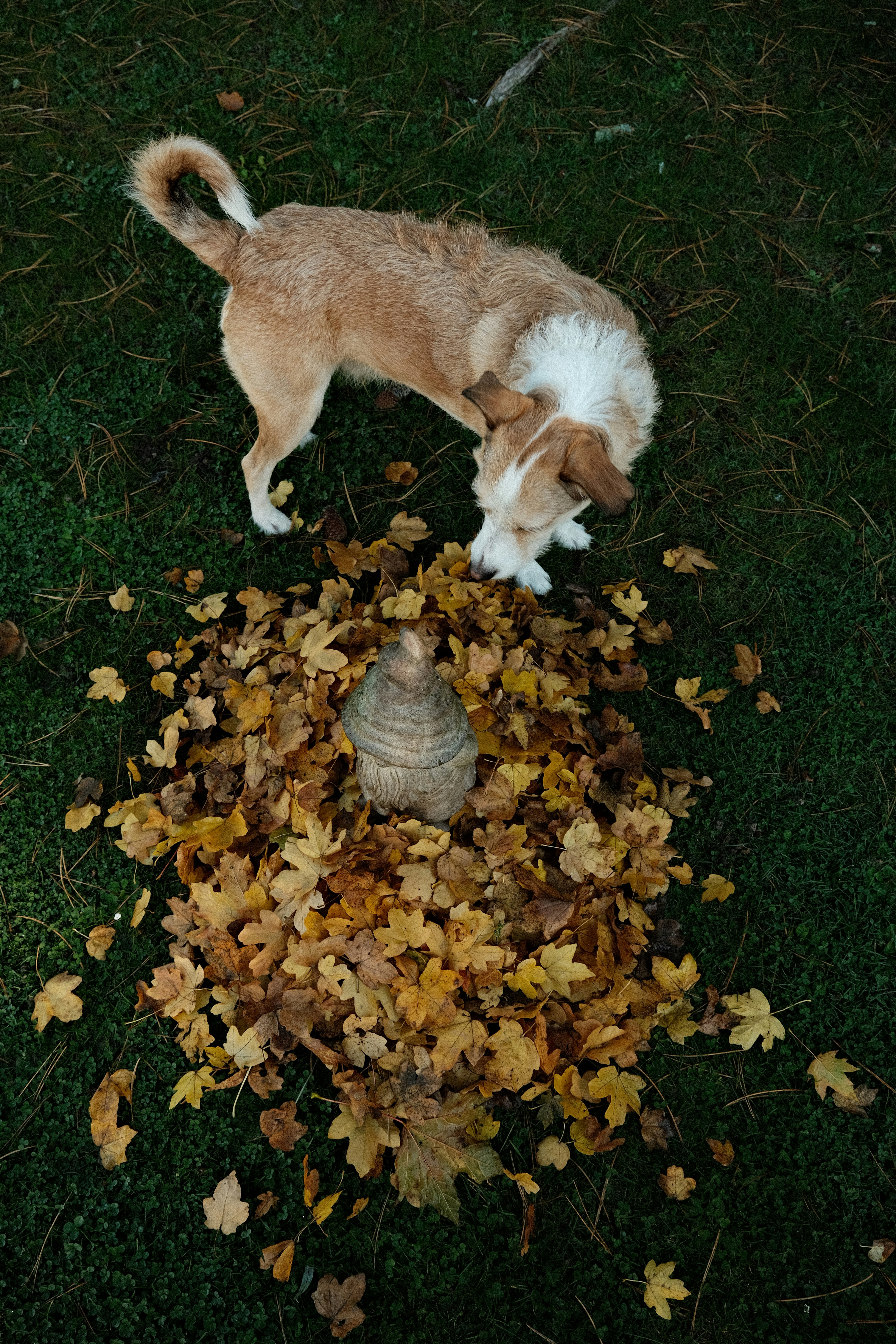Canine Curiosity in Autumn Pile