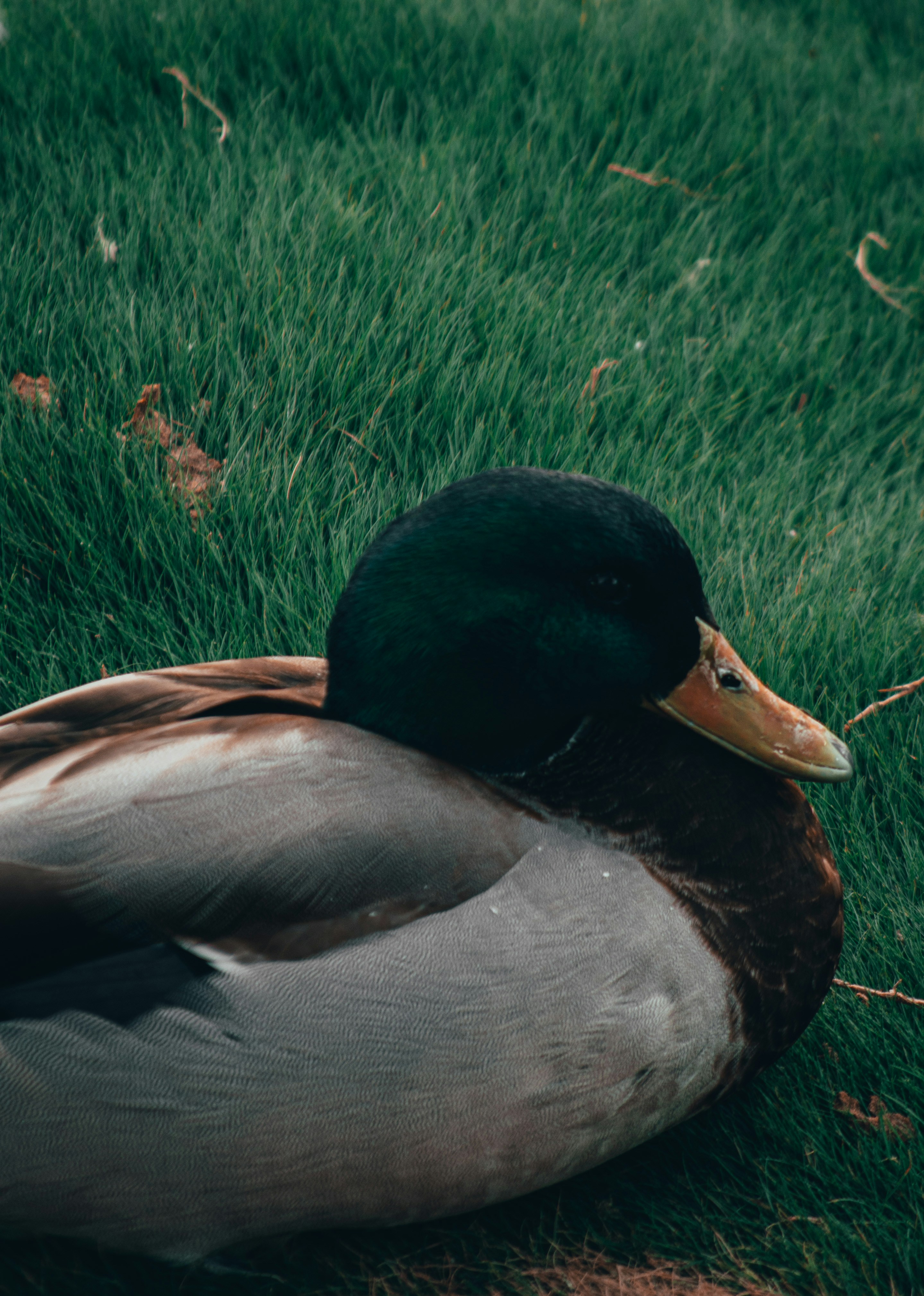 Mallard at Rest on a Quiet Green Verge