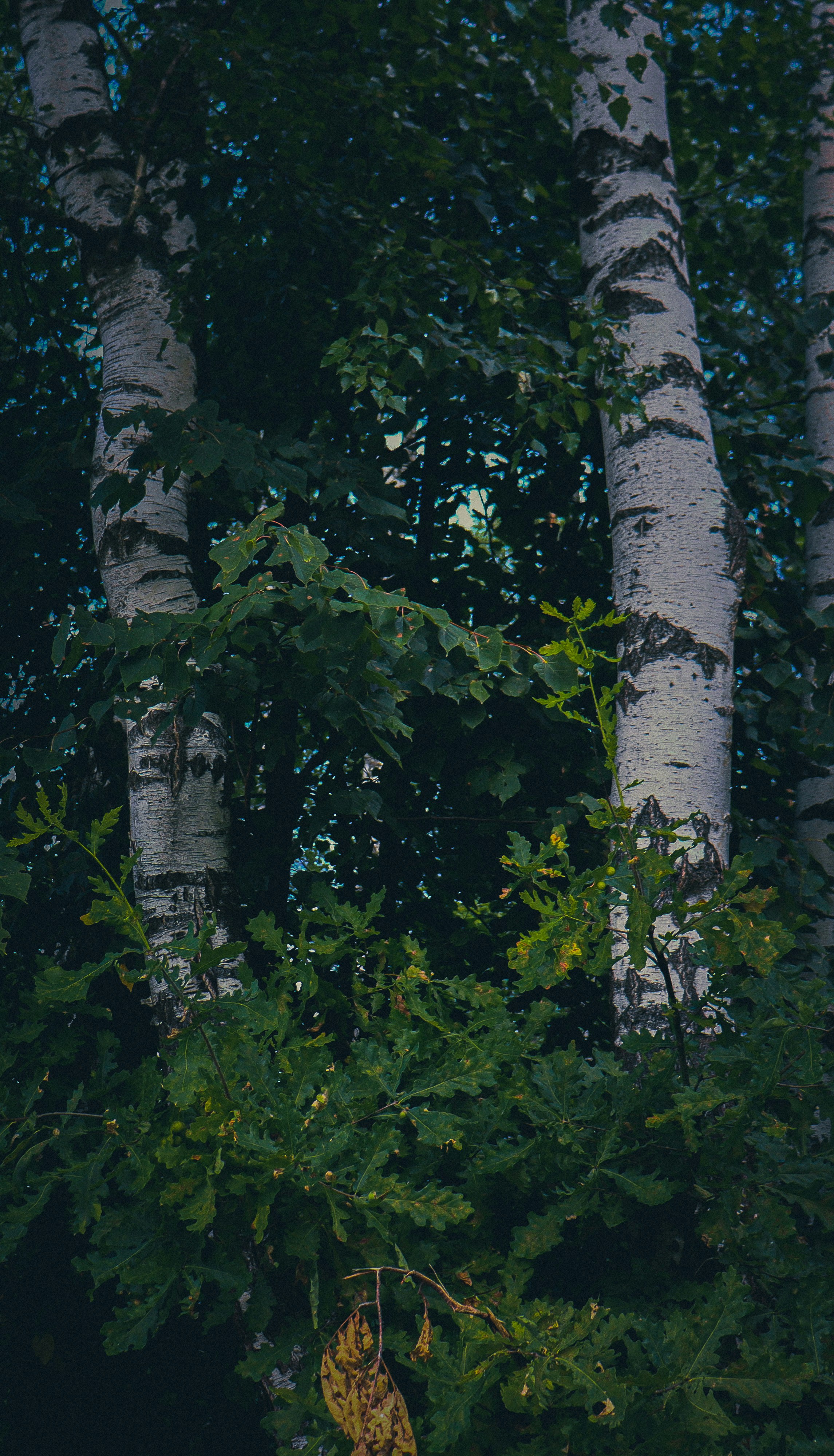 Birch Columns Framed by Shadowed Greenery