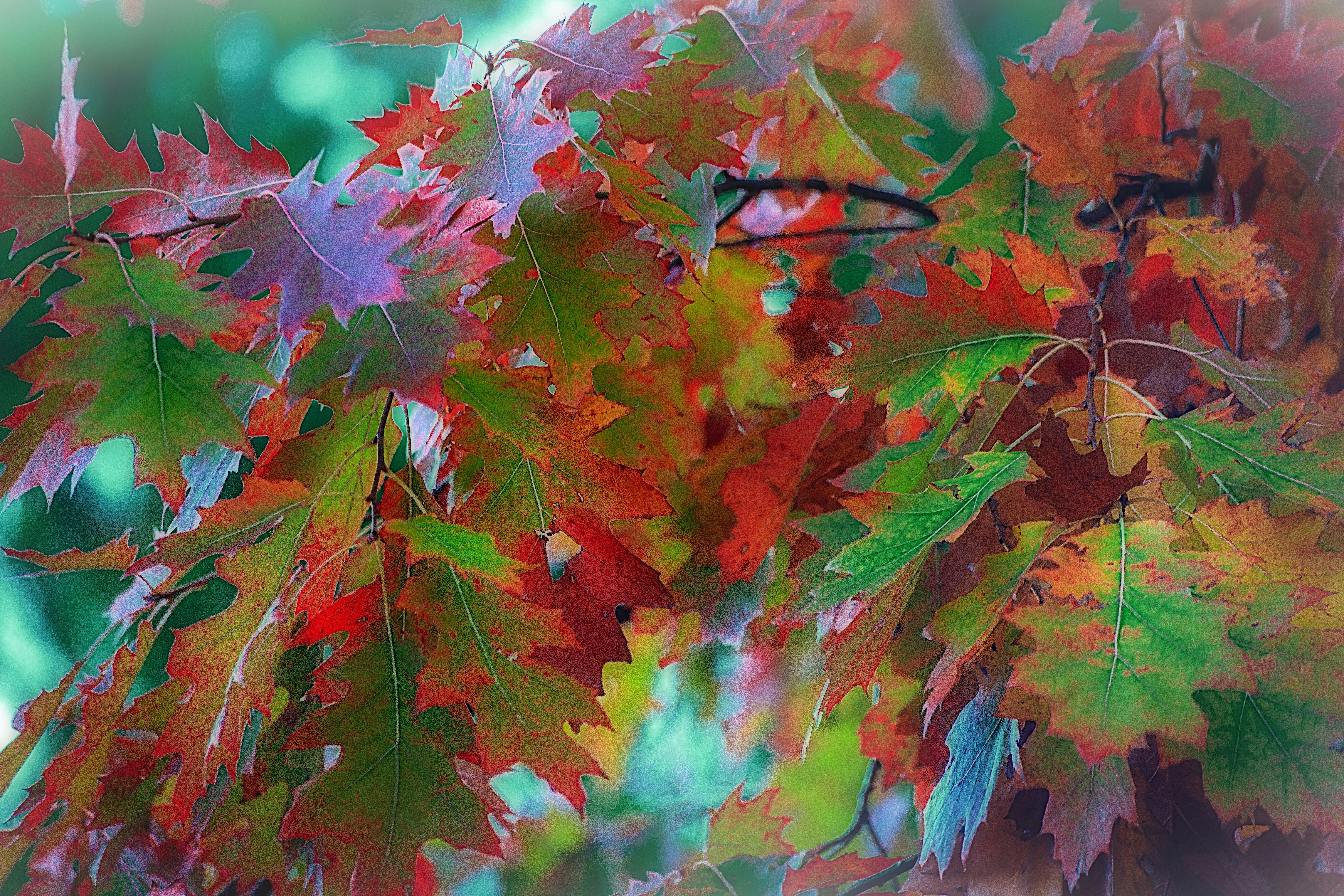 Crimson Maple Veil: A Burst of Autumn Color Through Veined Leaves