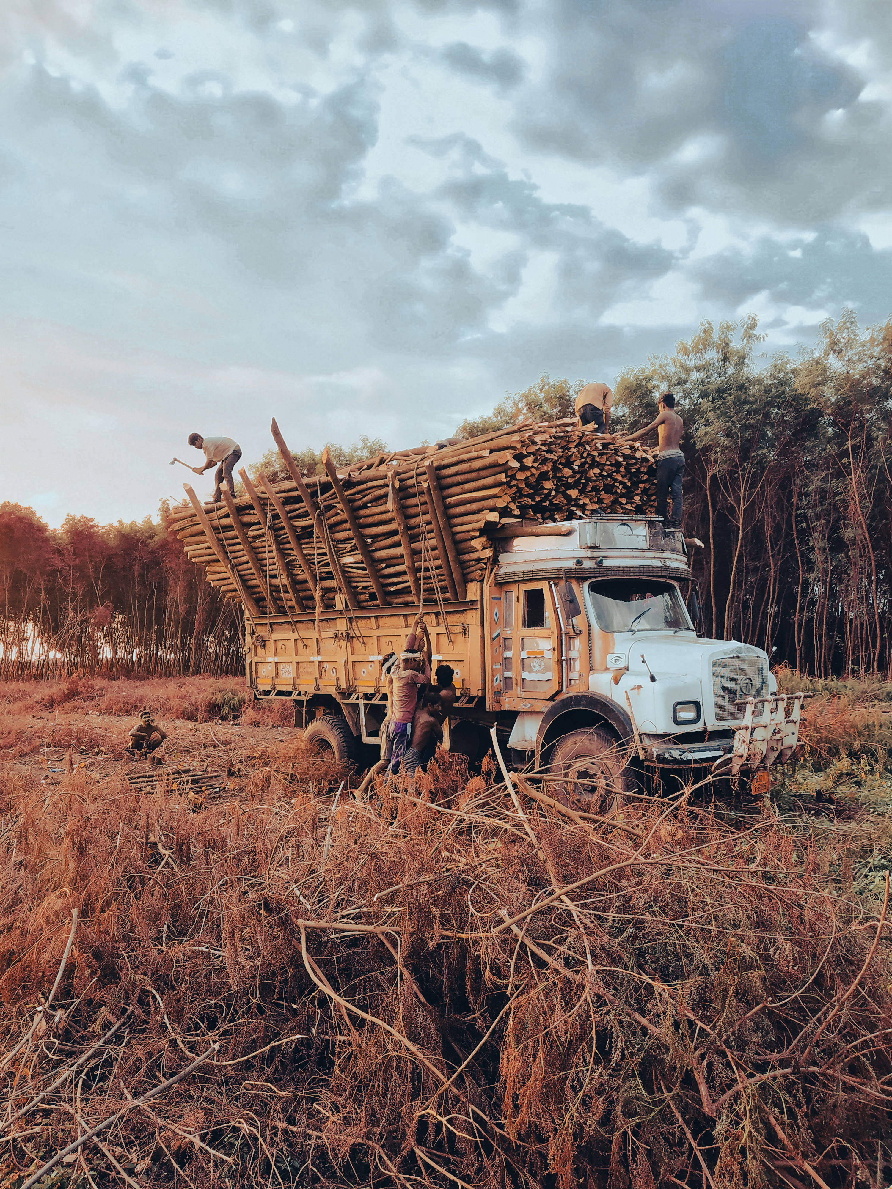 Sun-burnished log truck stacked high with timber sits in a field as workers secure the load against a cloud-streaked sky.