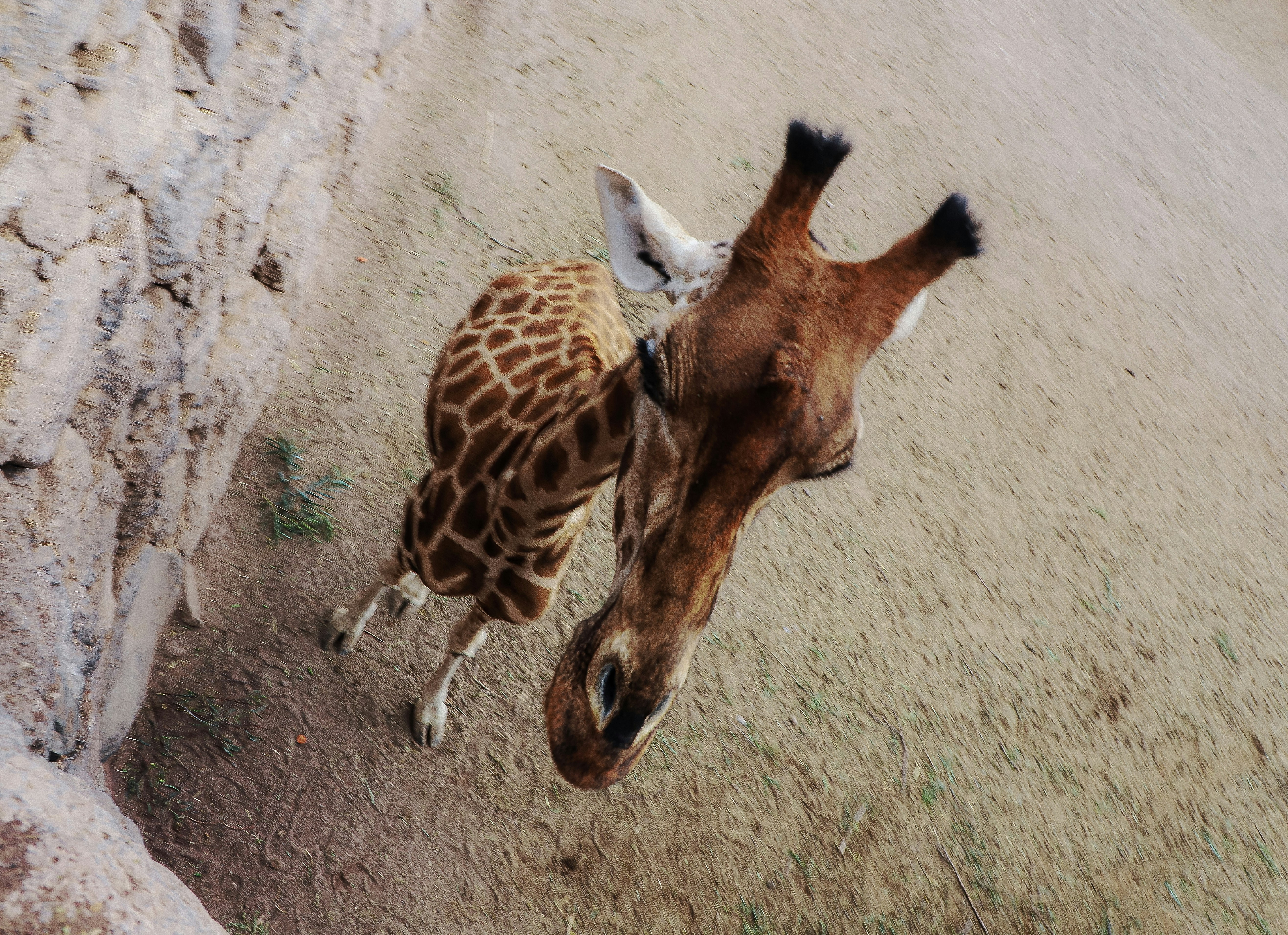 Giraffe at the Wall: Portrait Through a Tilted Boundary