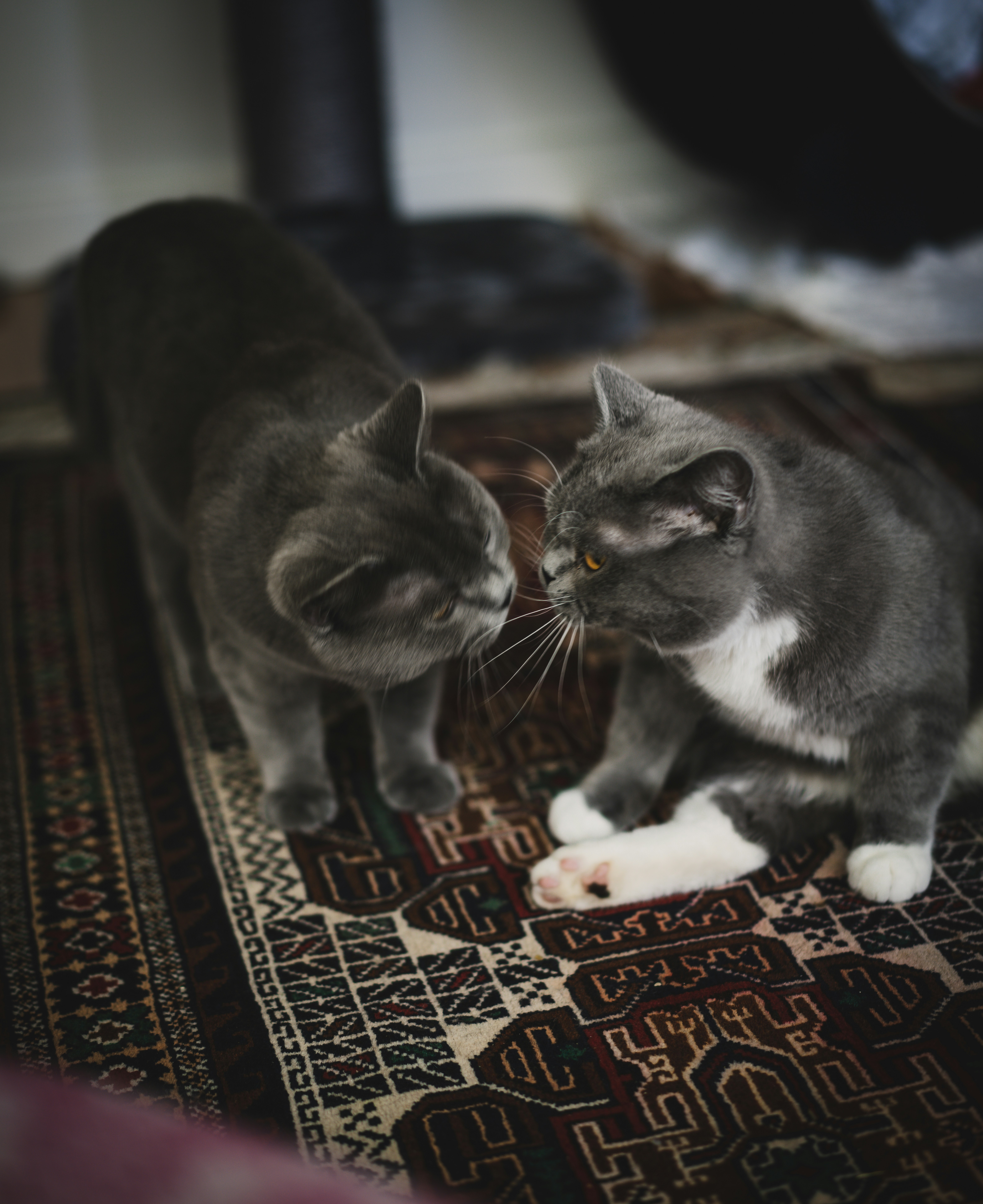 Quiet Exchange: Two Cats Share a Gentle Moment on a Persian Rug