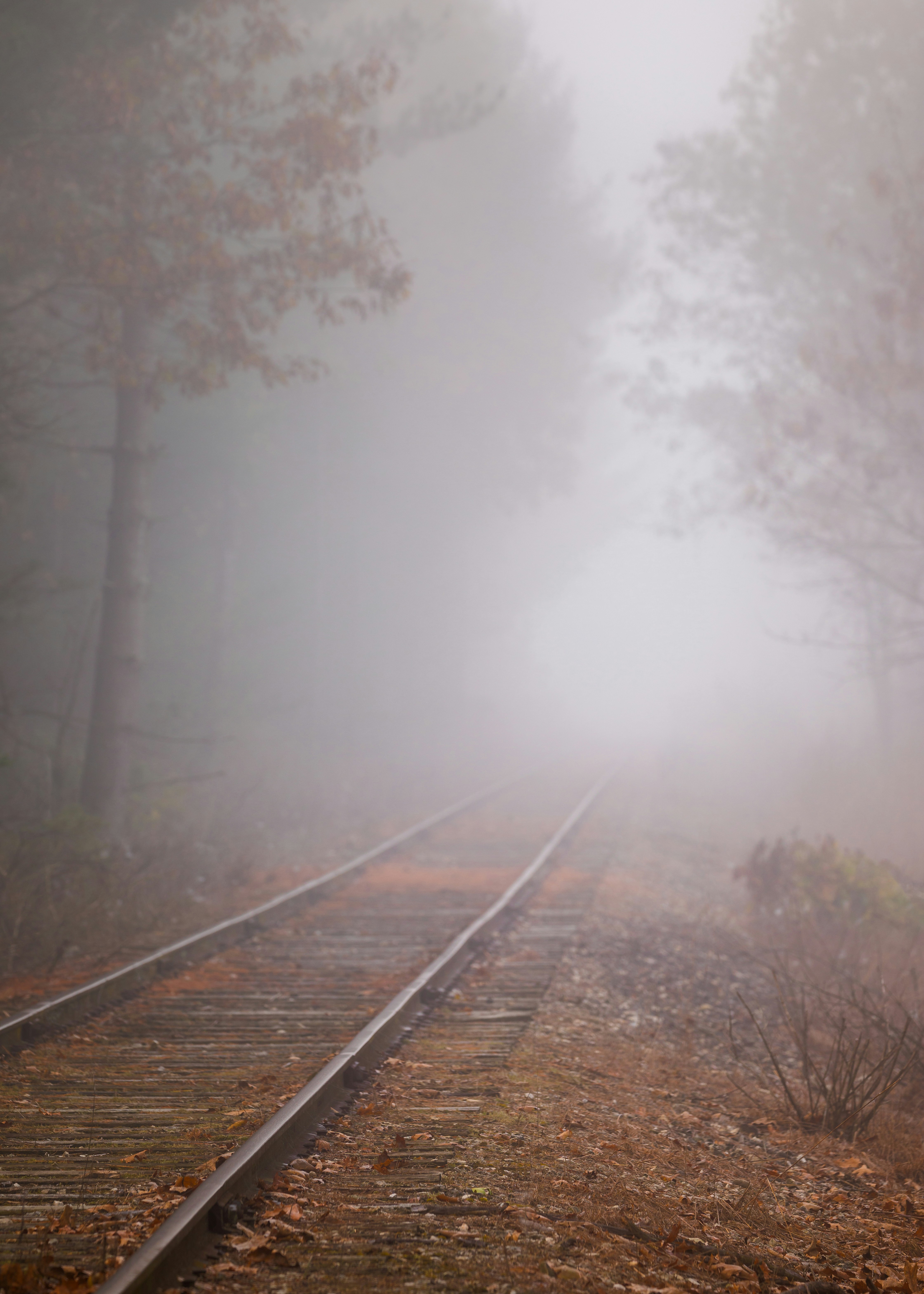 A train track in the middle of a foggy forest photo – Free Grey Image ...