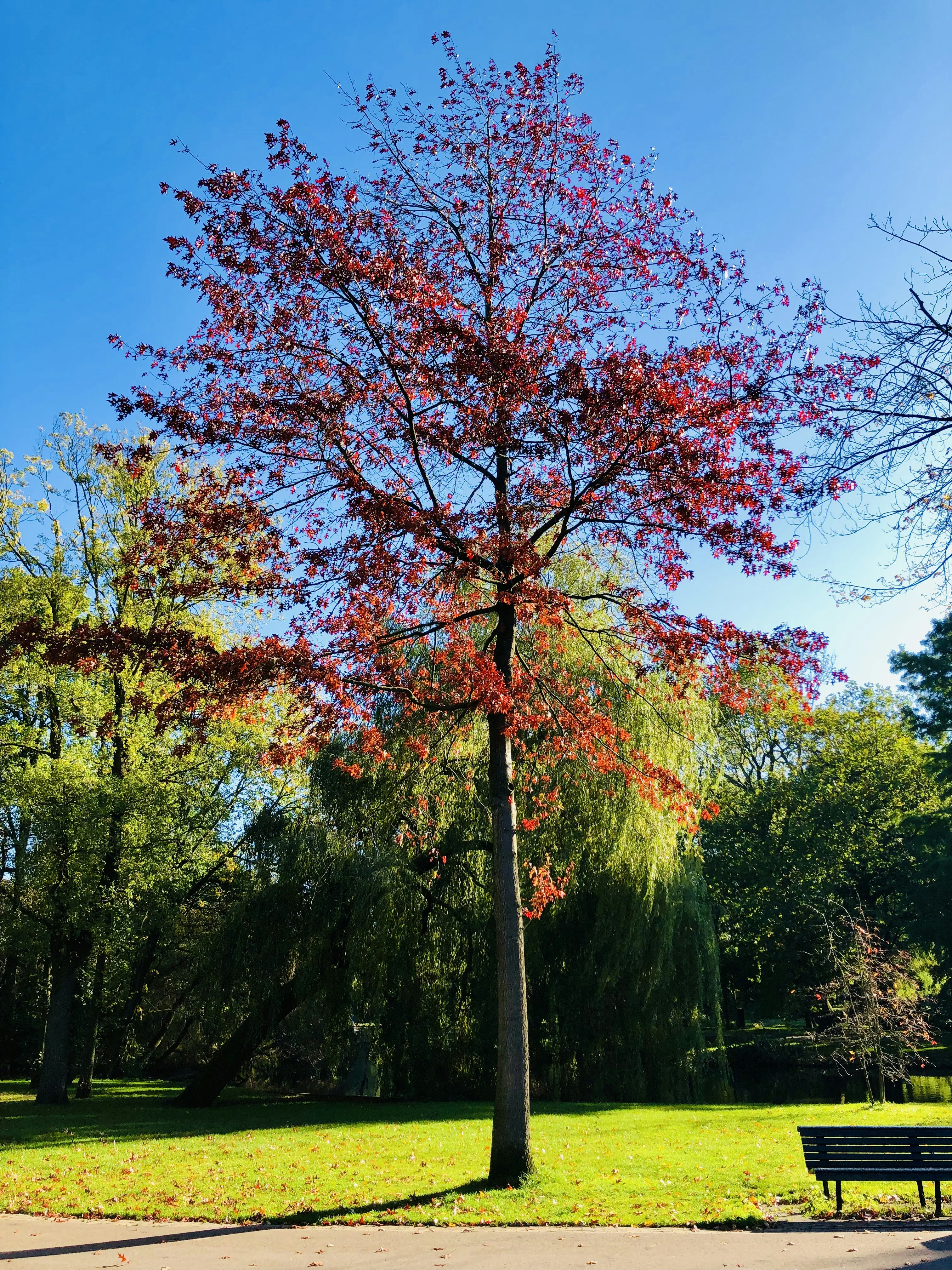 Foilage in the park, red leaves