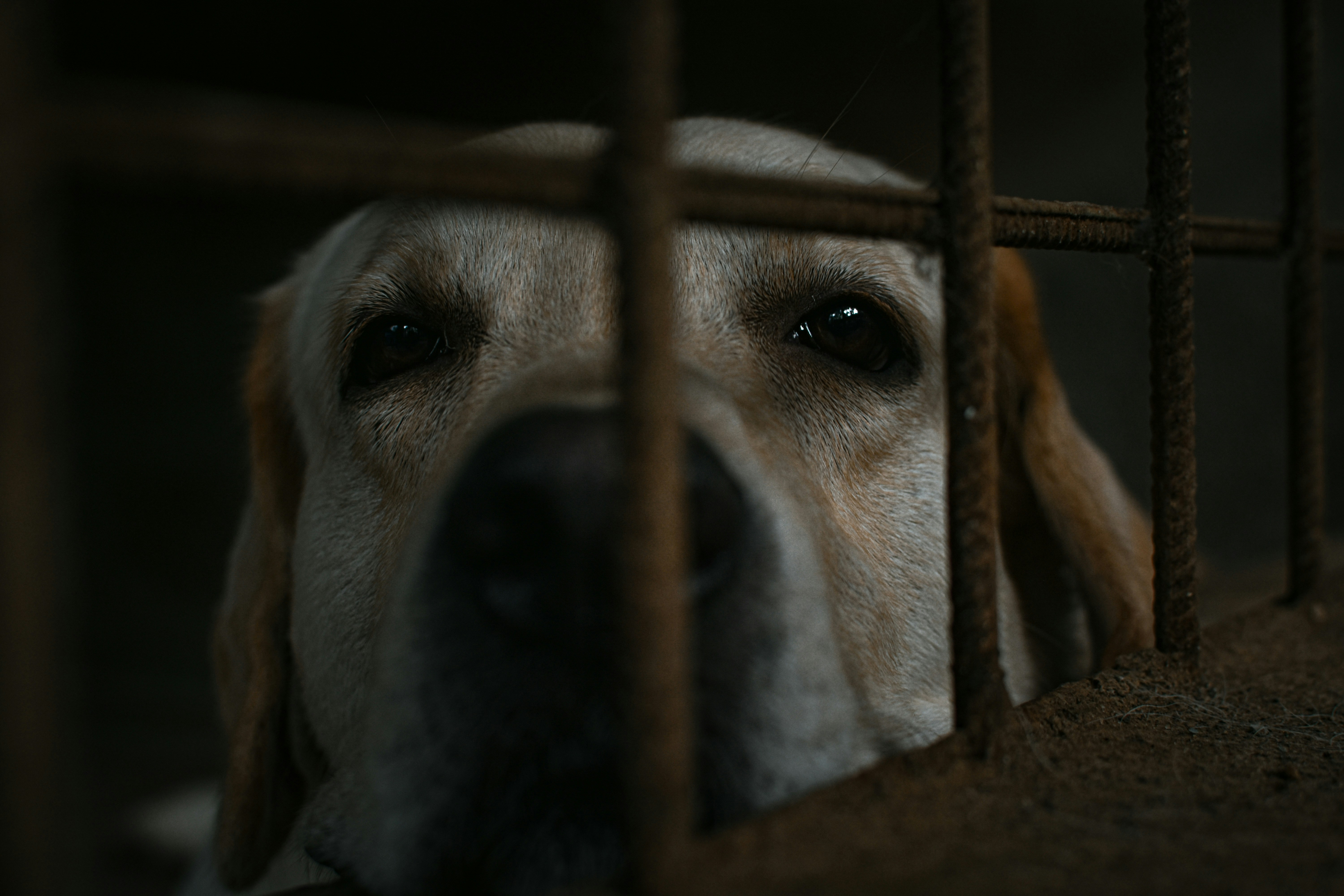 A close up of a dog in a cage photo – Free India Image on Unsplash