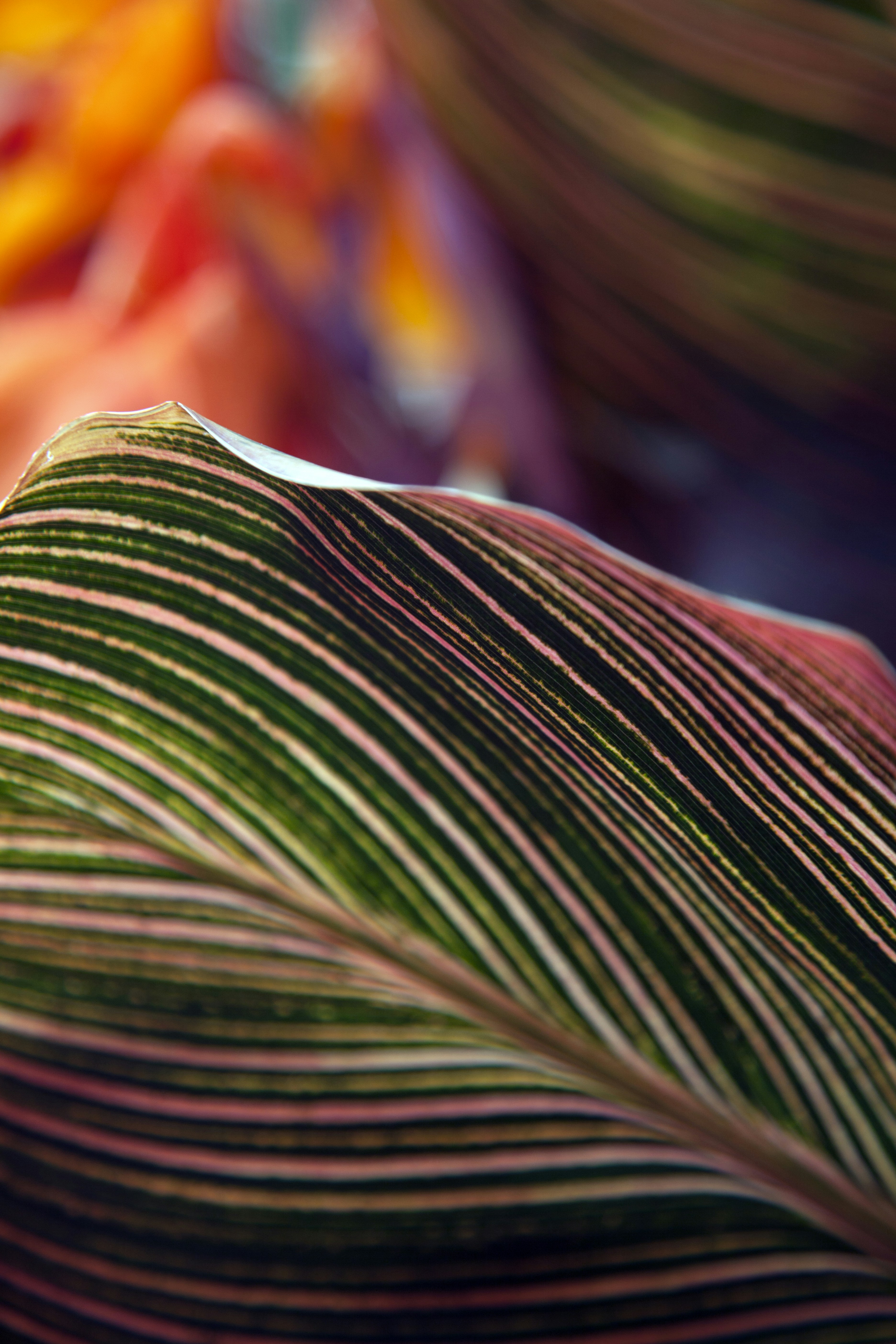 Ribbons of Color: Macro Portrait of a Rainbow-Striped Leaf