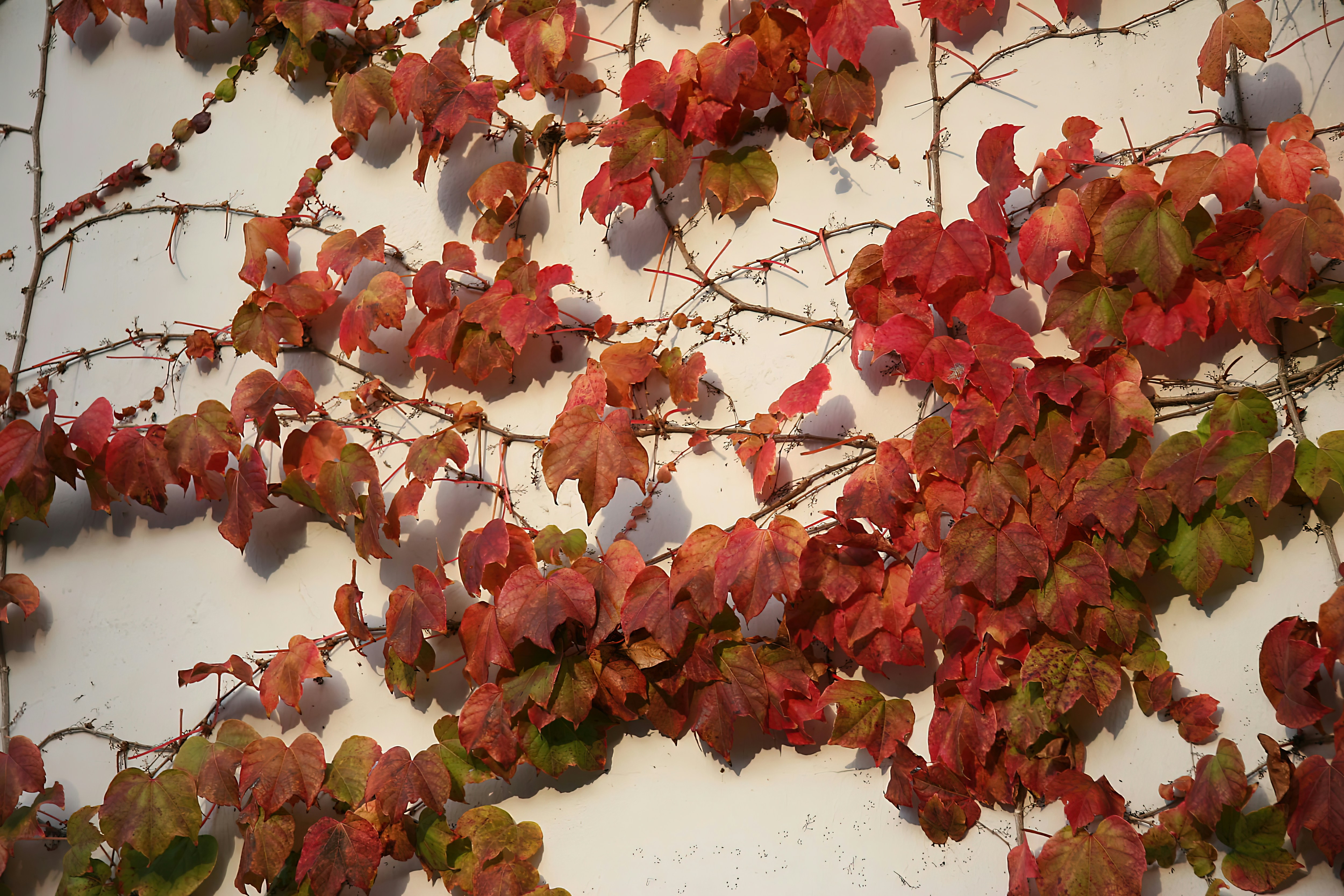 Crimson Ivy Weaves a Sunset Mosaic Across a White Wall