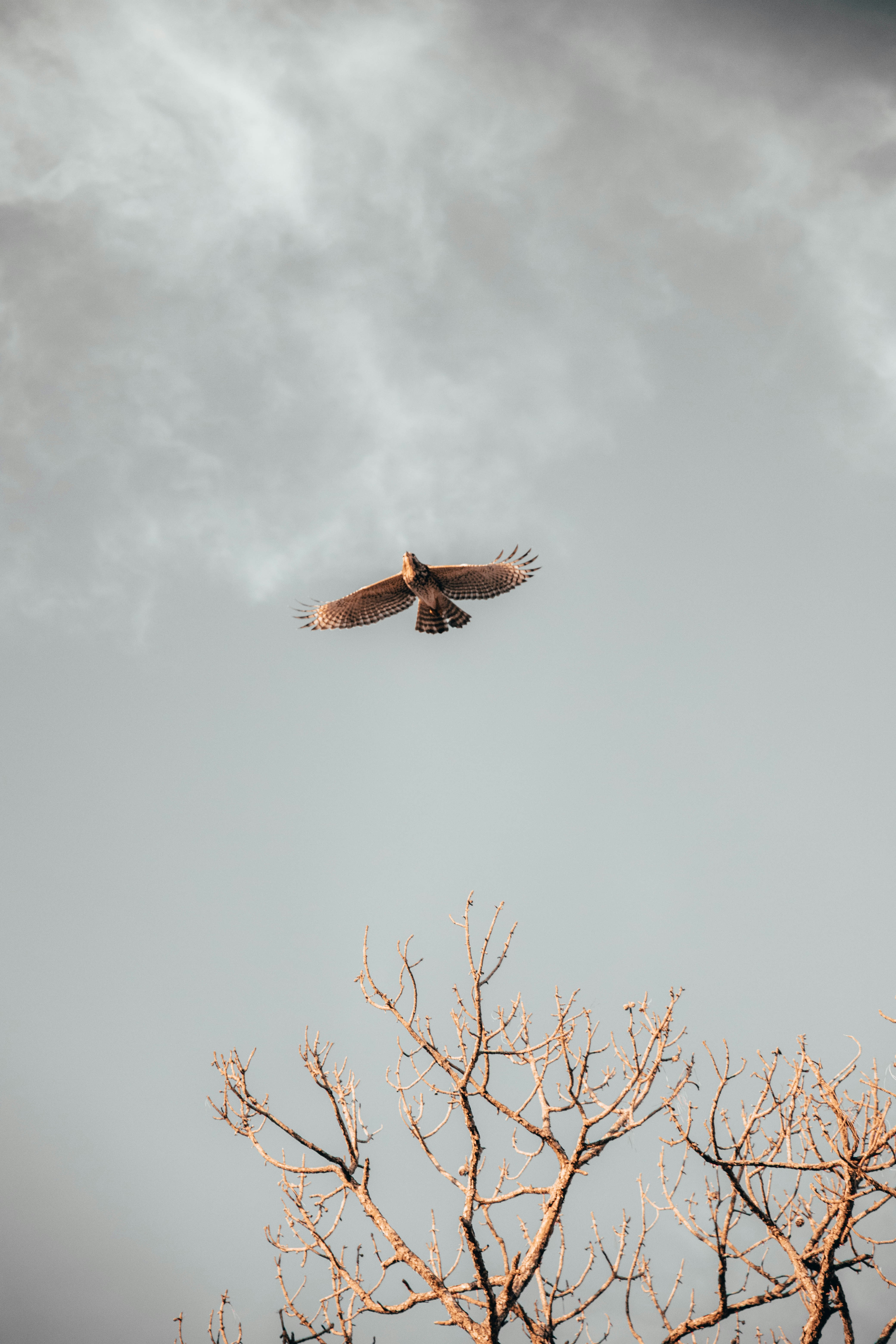 Raptor in a pale sky glides above winter-touched branches