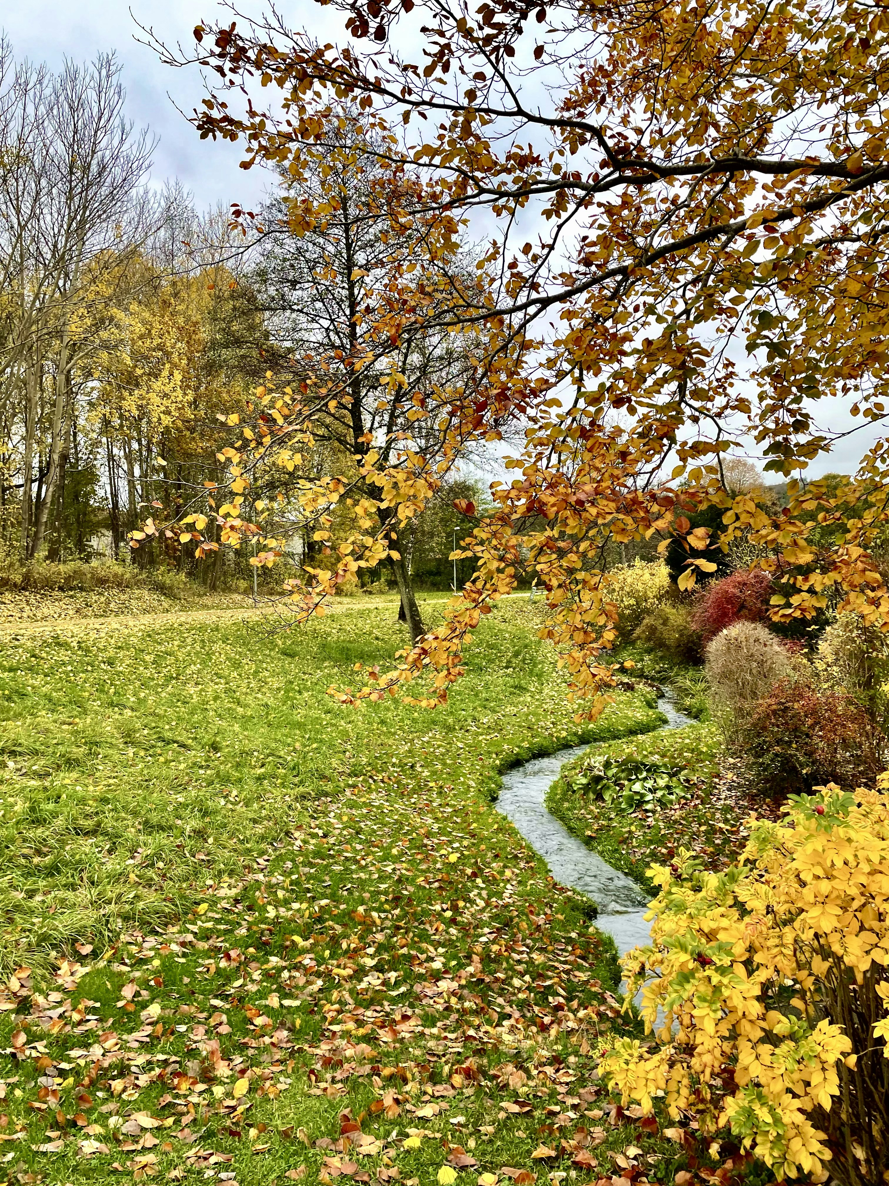 Creekside Ember Grove: A Quiet Autumn Study