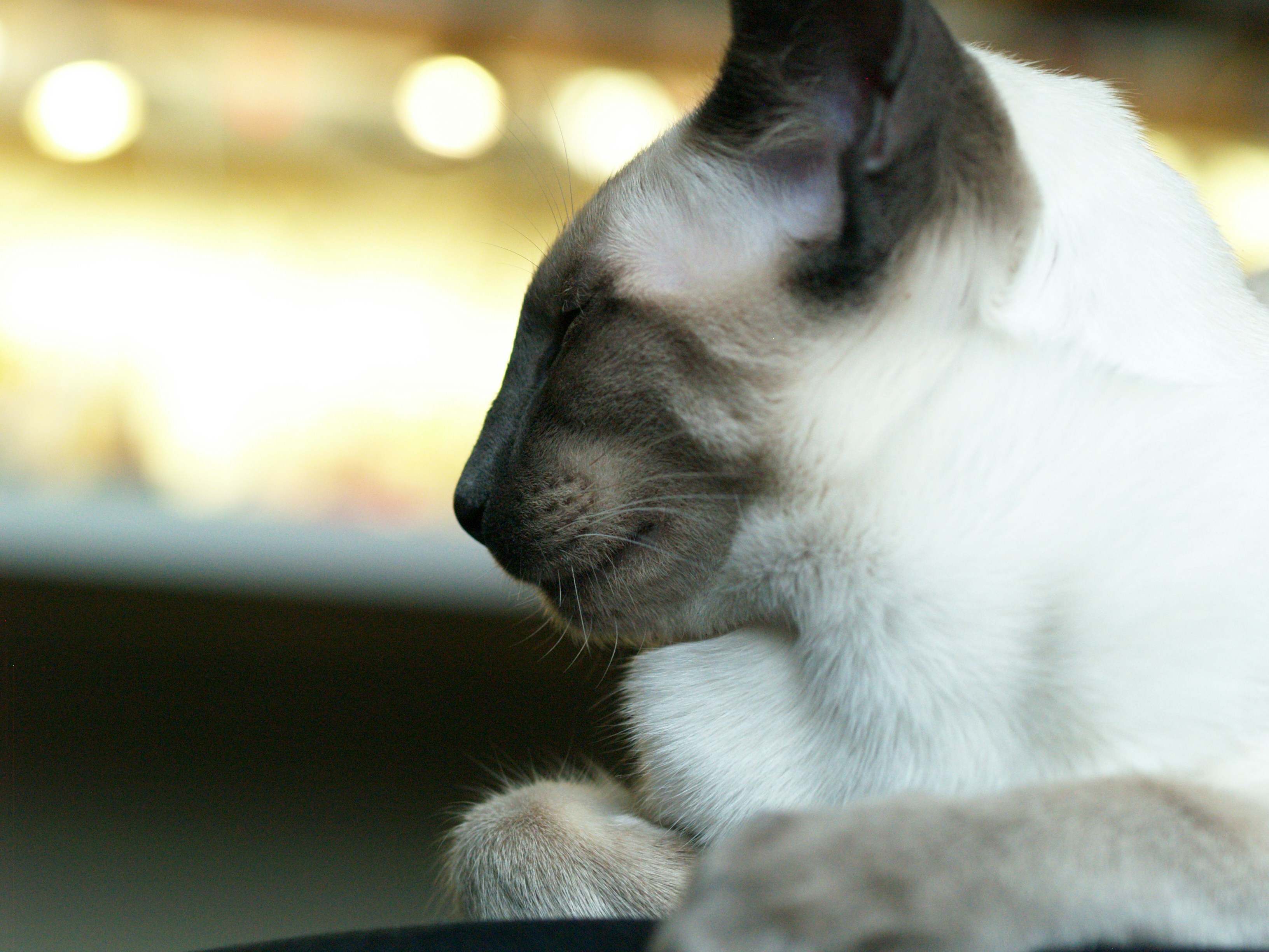 Profile in Soft Light: A Siamese Moment