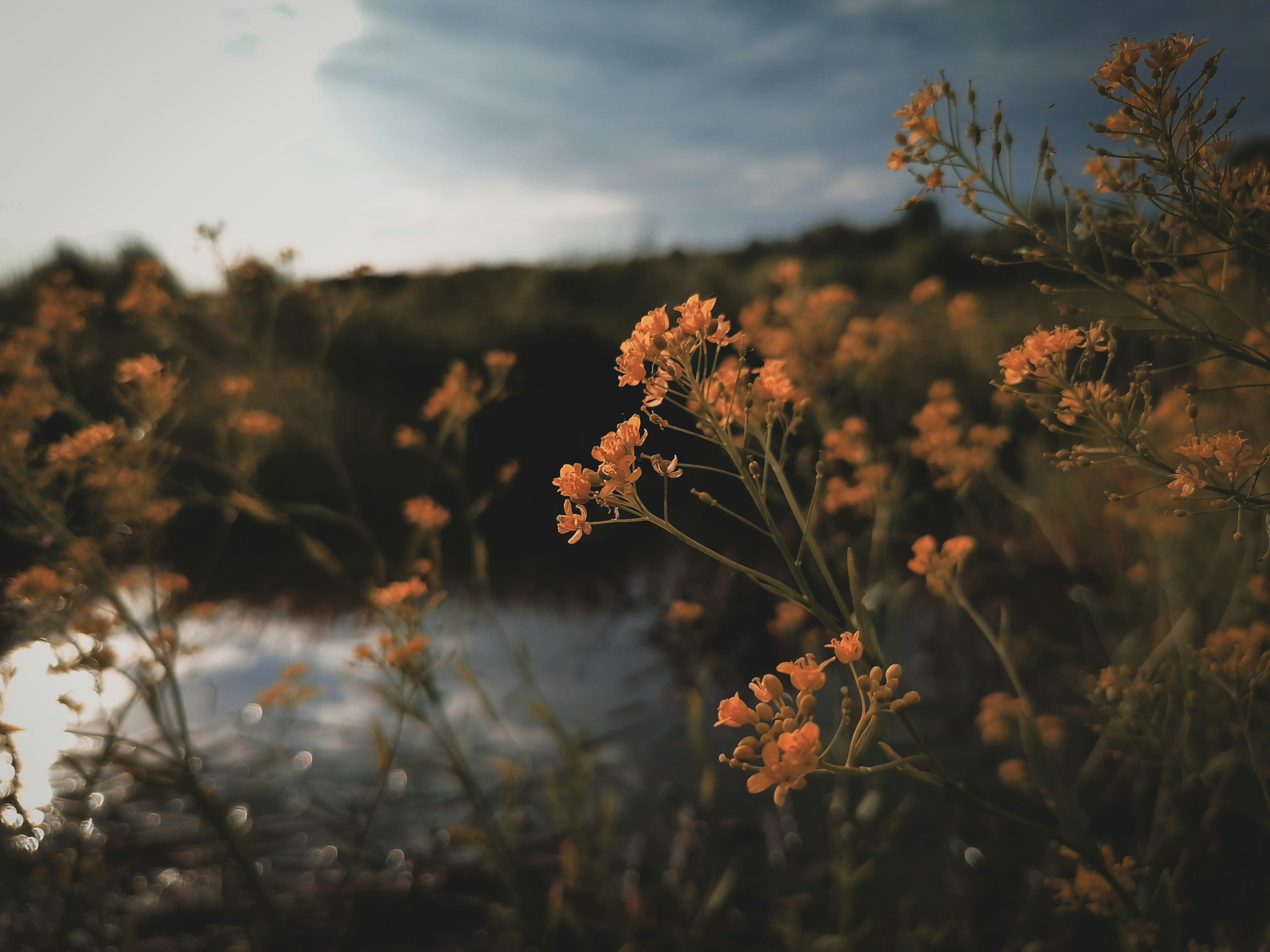 Delicate orange wildflowers bloom beside a shimmering water surface under a moody sky.